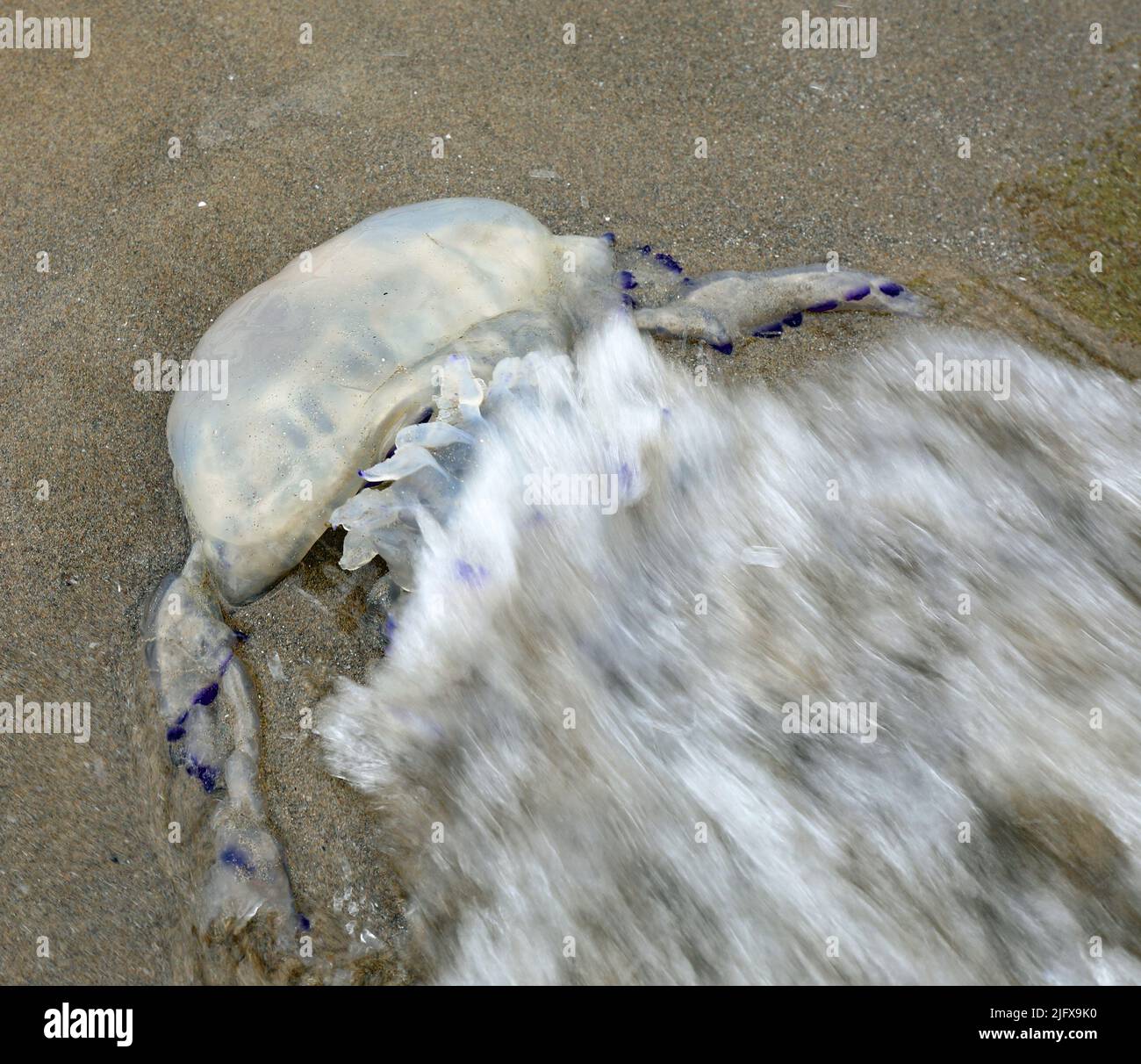 beached big jellyfish with many dangerous stinging tentacles and the ...
