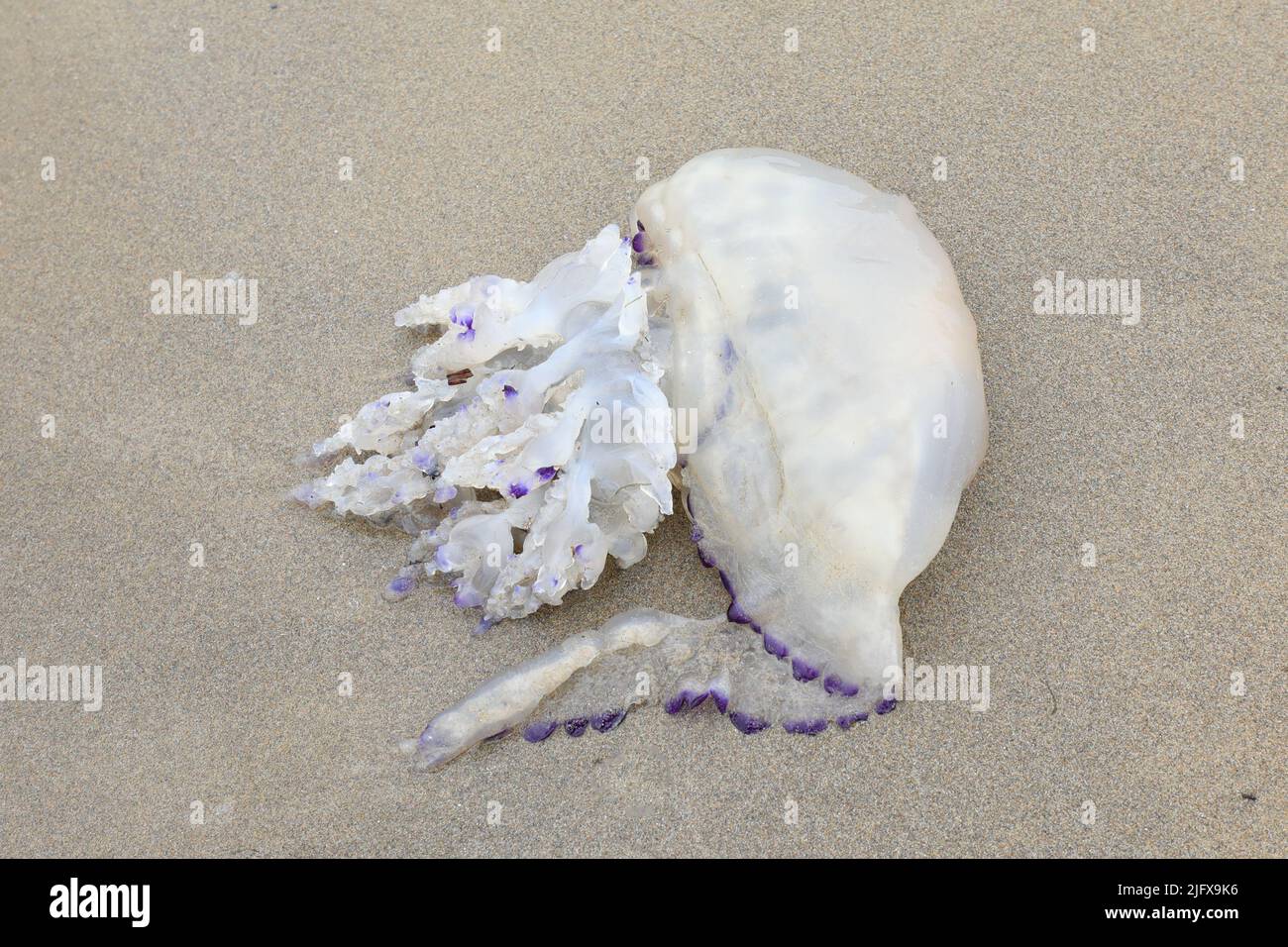 beached large jellyfish with stinging tentacles on the seashore Stock ...