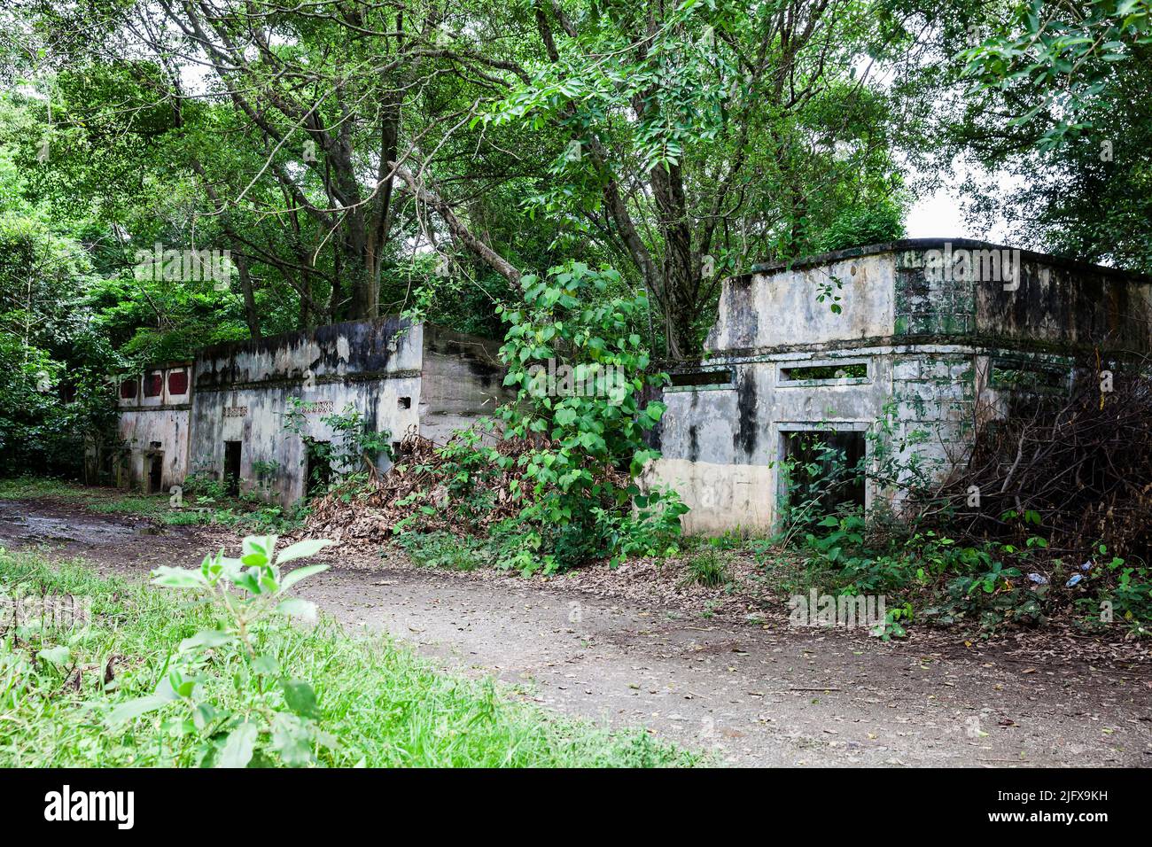 Trees and roots growing over an abanonded house in Armero Town after 37 ...