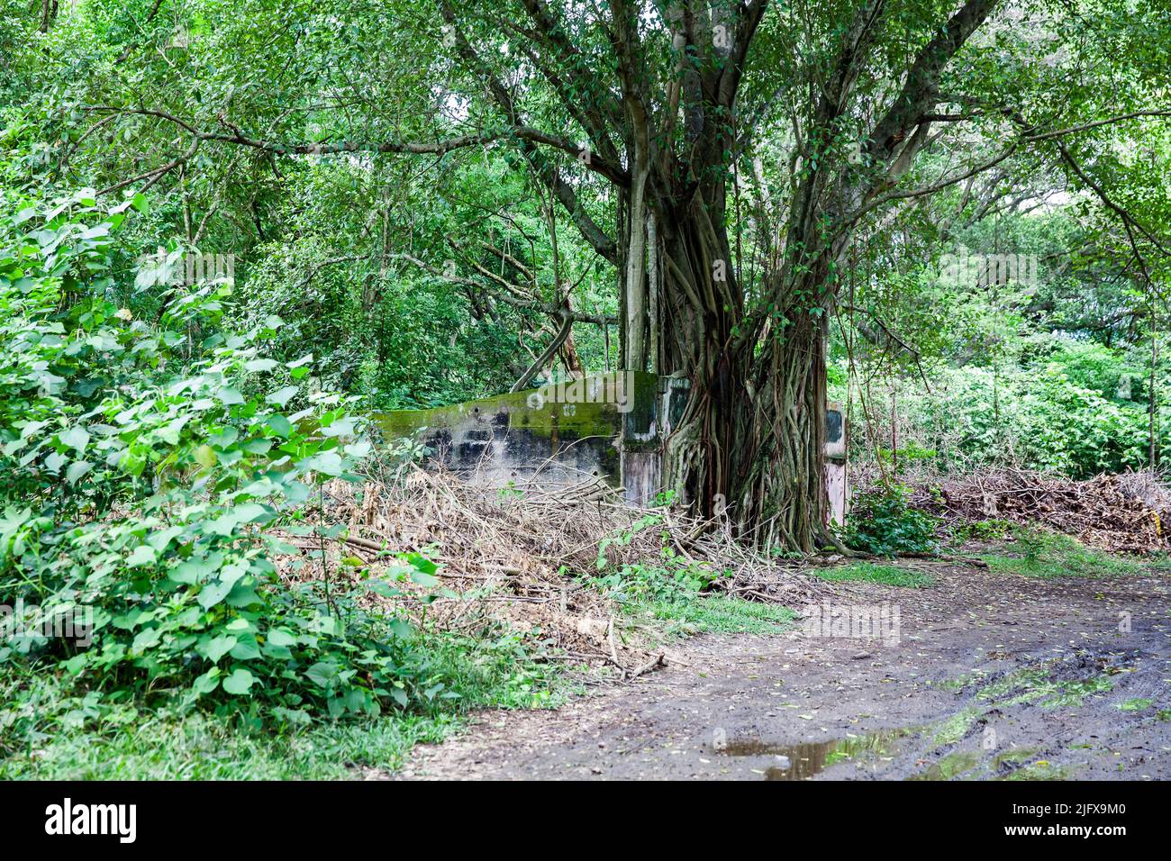 Trees and roots growing over an abanonded house in Armero Town after 37 ...