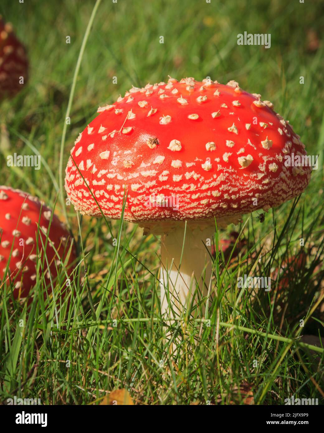 Deadly poisonous species of mushroom hi-res stock photography and ...