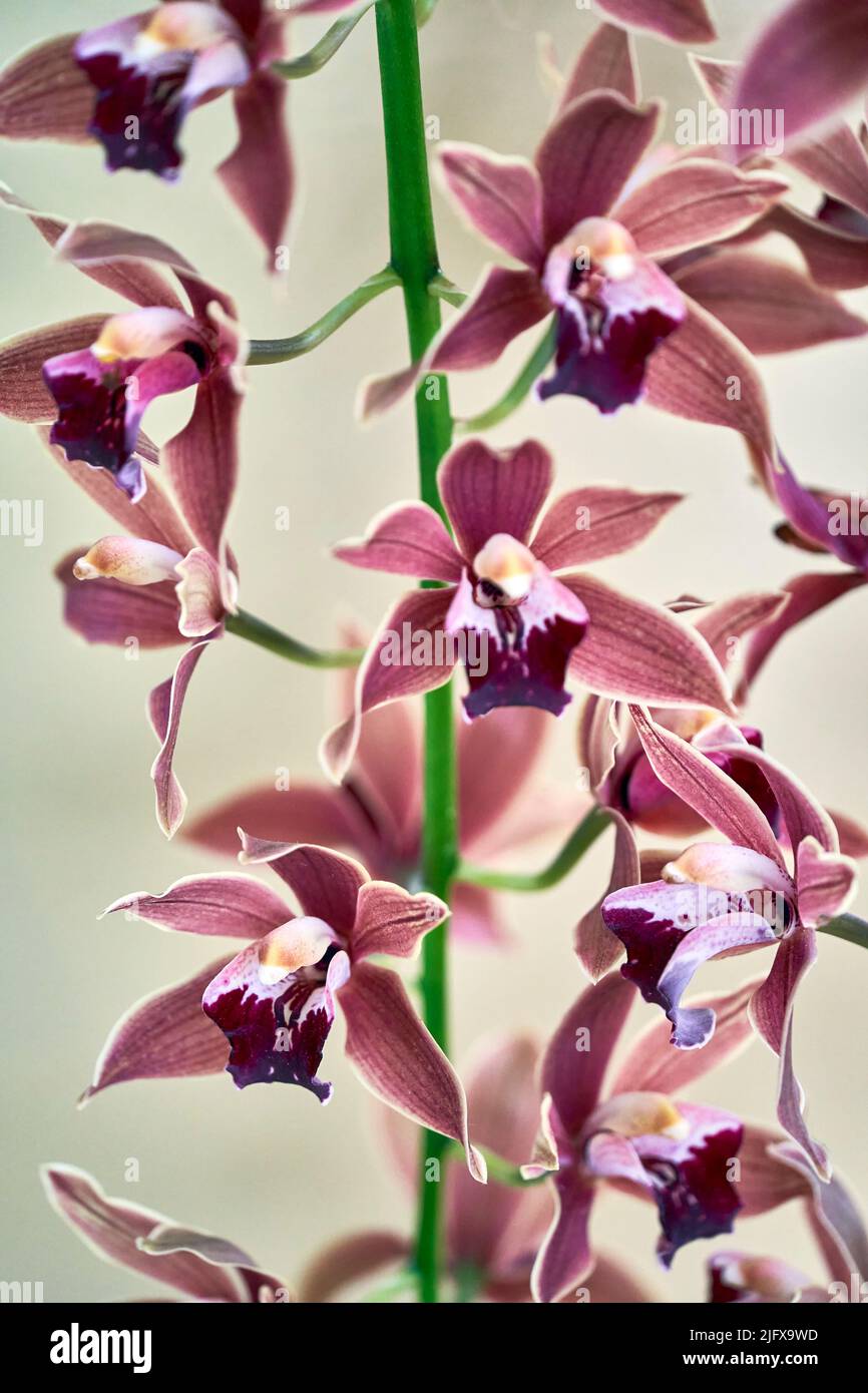 Colorful and exsotic orchid flowers in full blossom Stock Photo - Alamy