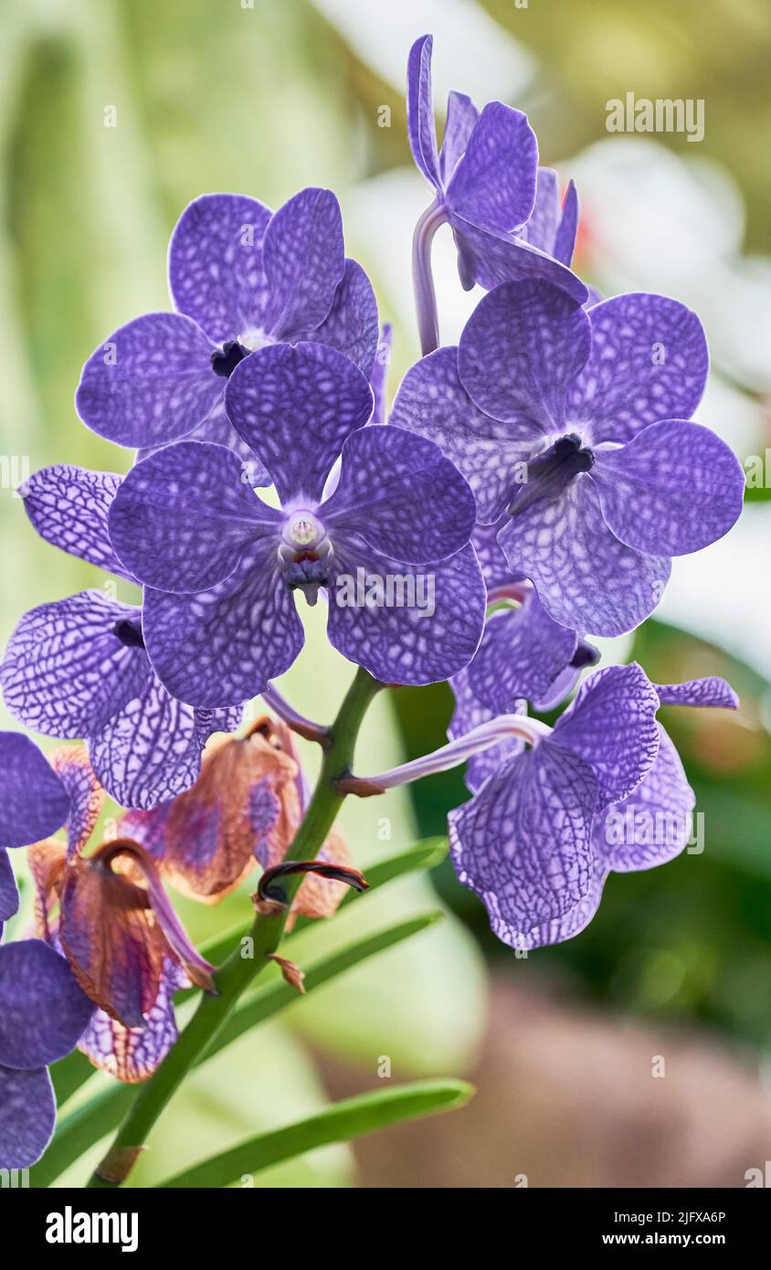 Colorful and exsotic orchid flowers in full blossom Stock Photo - Alamy