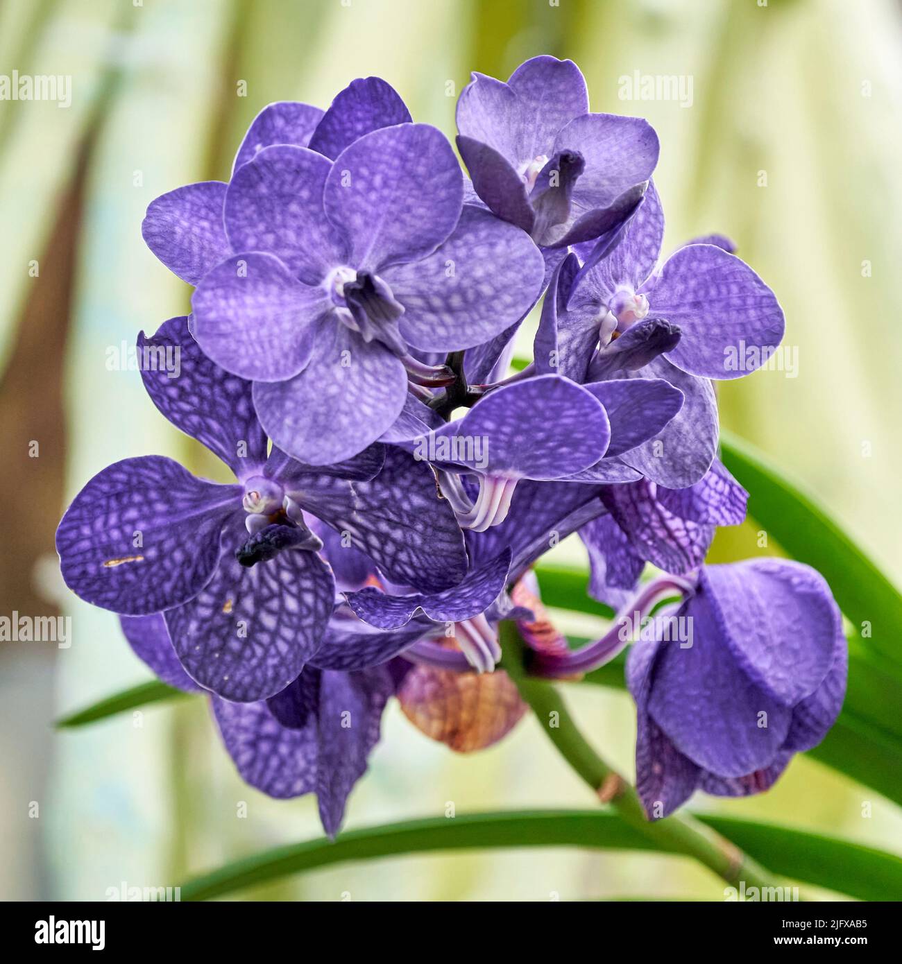 Colorful and exsotic orchid flowers in full blossom Stock Photo - Alamy
