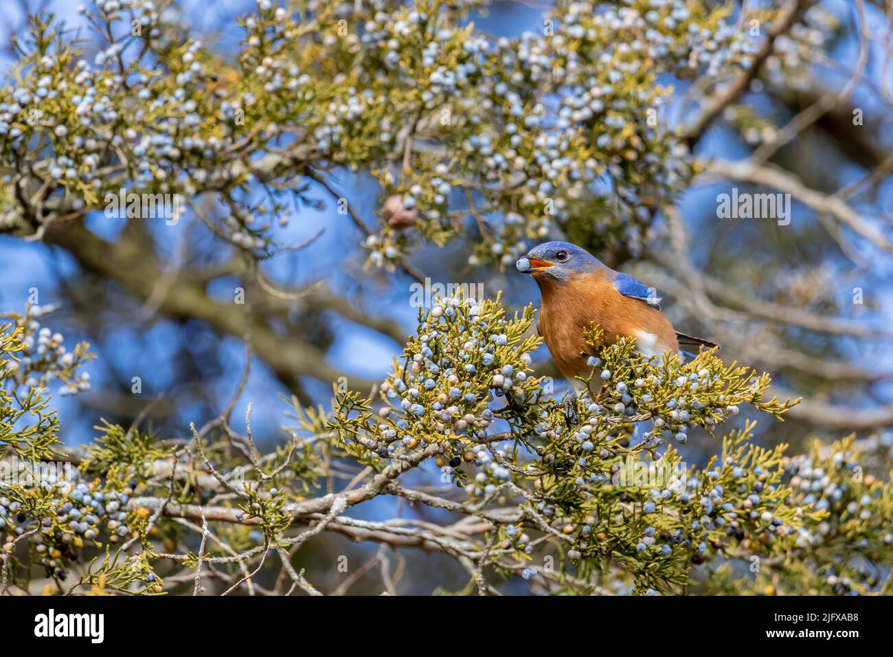 01377-19409 Eastern Bluebird (Sialia sialis) male eating cedar berries ...