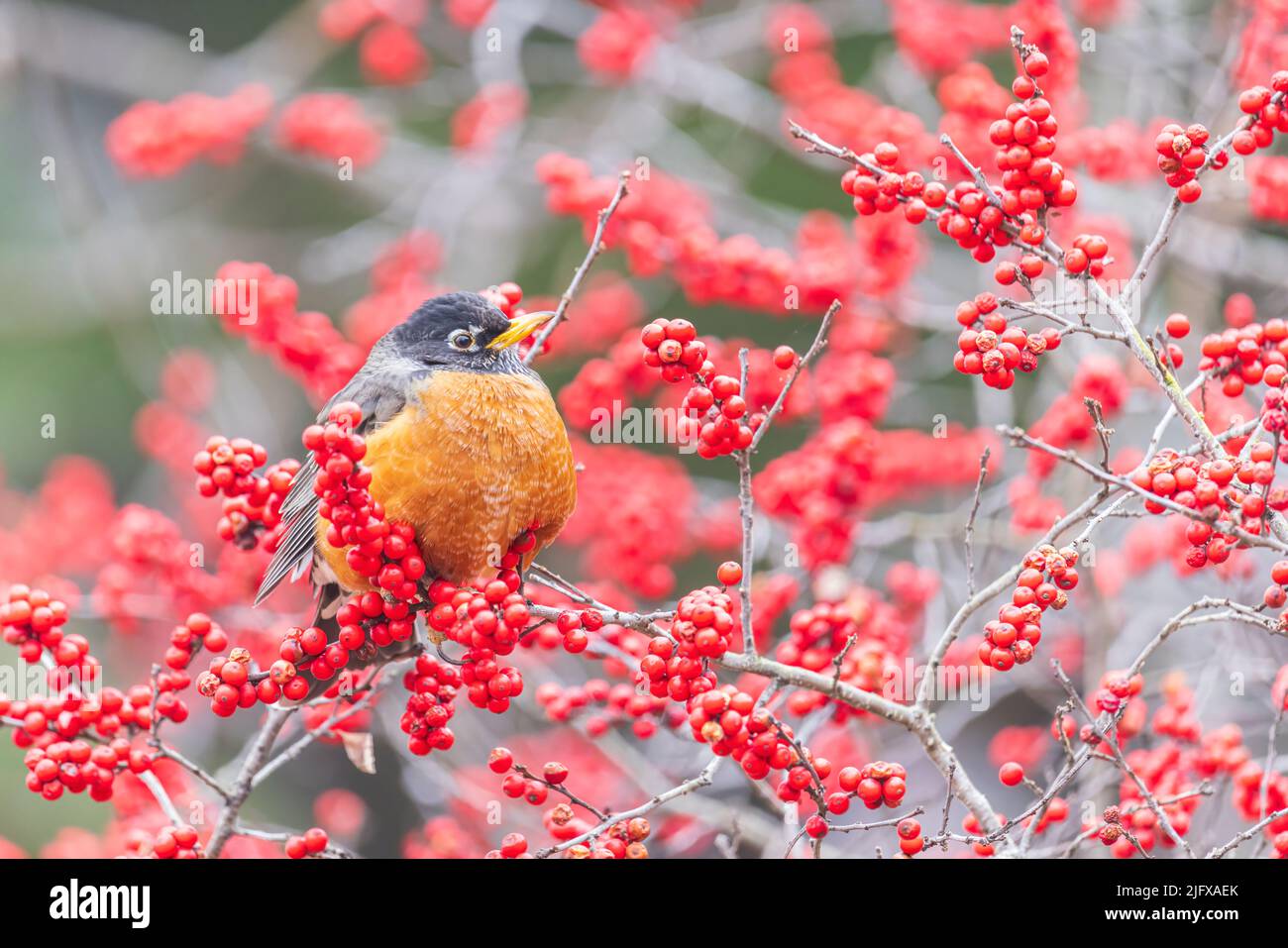 01382-05604 American Robin (Turdus migratorius) in Winterberry bush ...