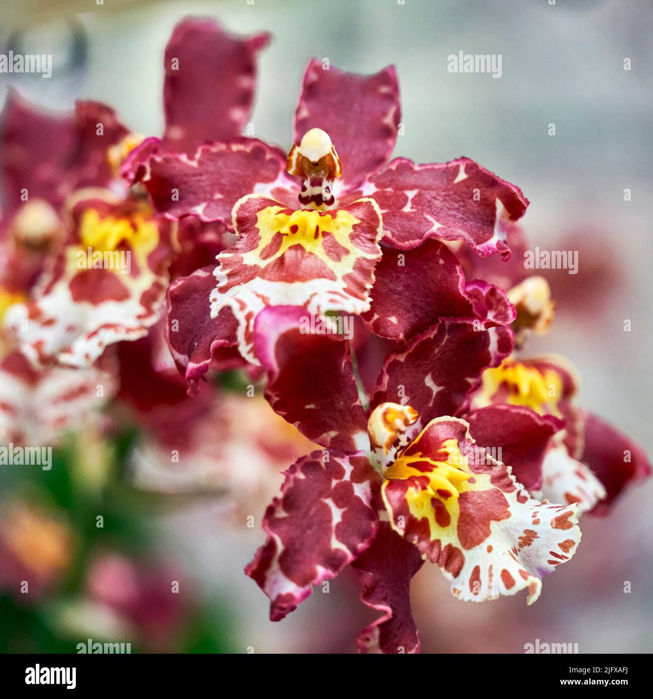 Colorful and exsotic orchid flowers in full blossom Stock Photo - Alamy