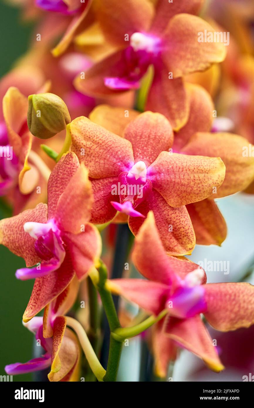 Colorful and exsotic orchid flowers in full blossom Stock Photo - Alamy