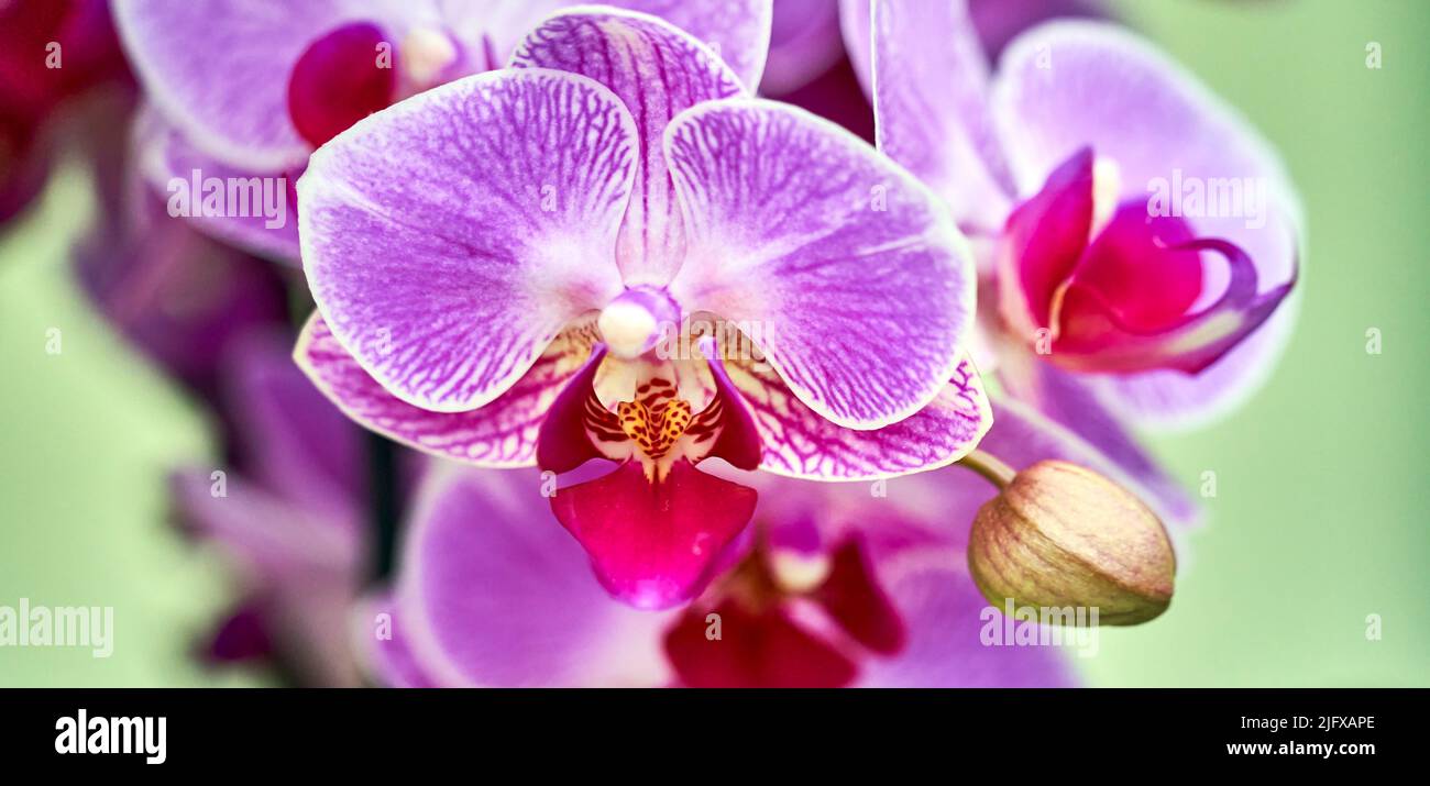 Colorful and exsotic orchid flowers in full blossom Stock Photo - Alamy