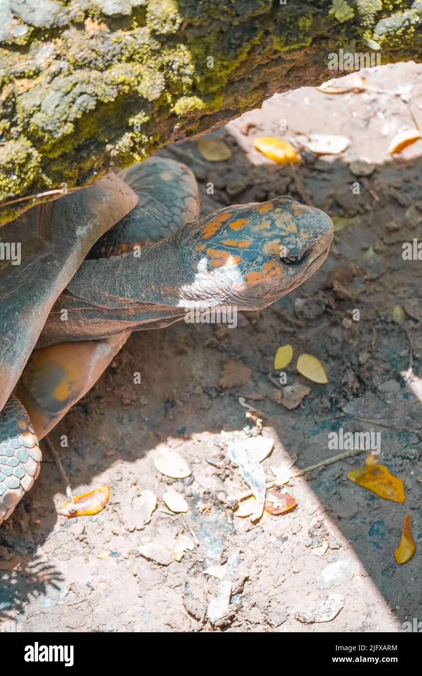 Turtle hiding hi-res stock photography and images - Alamy