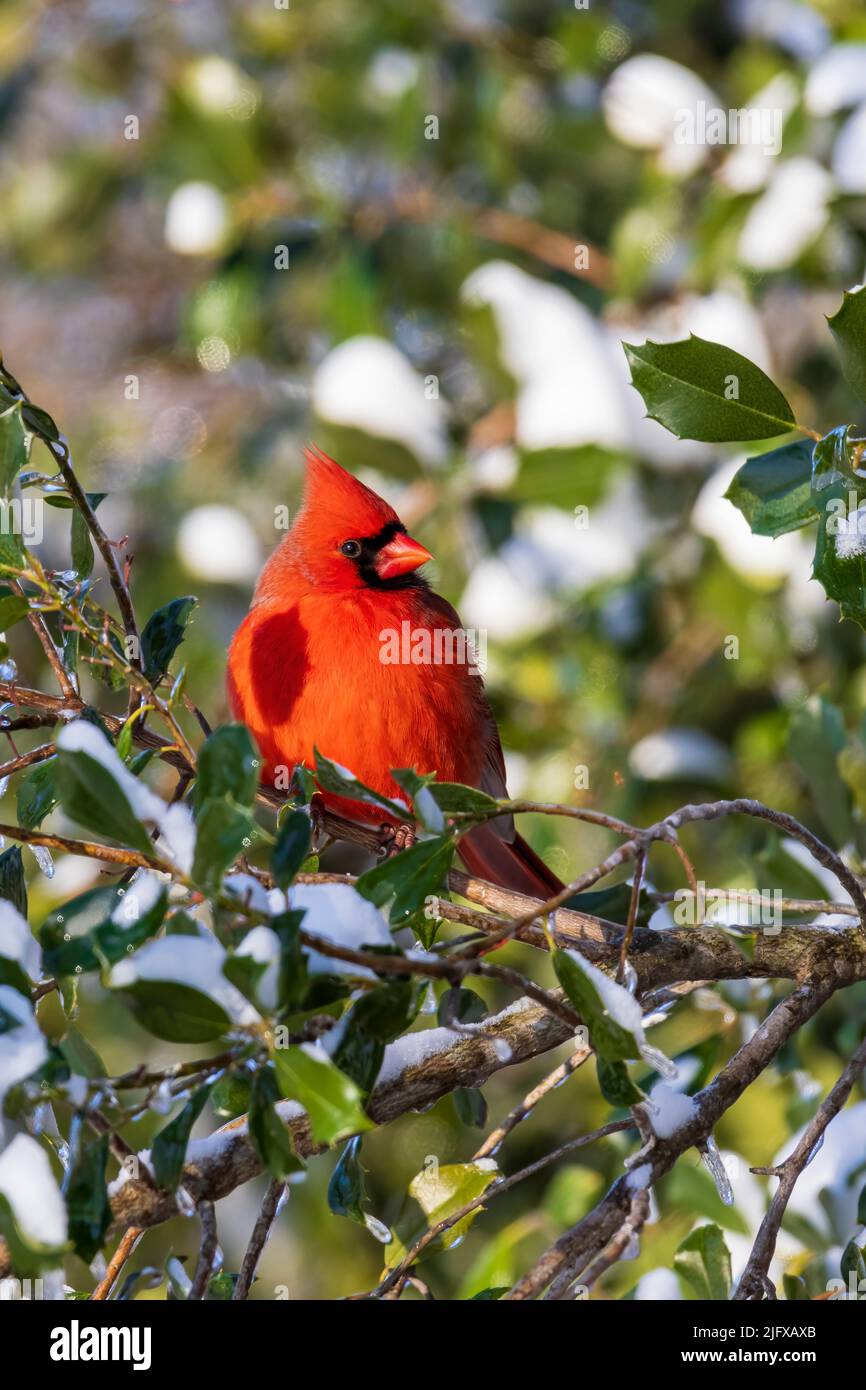 American holly tree hi-res stock photography and images - Alamy