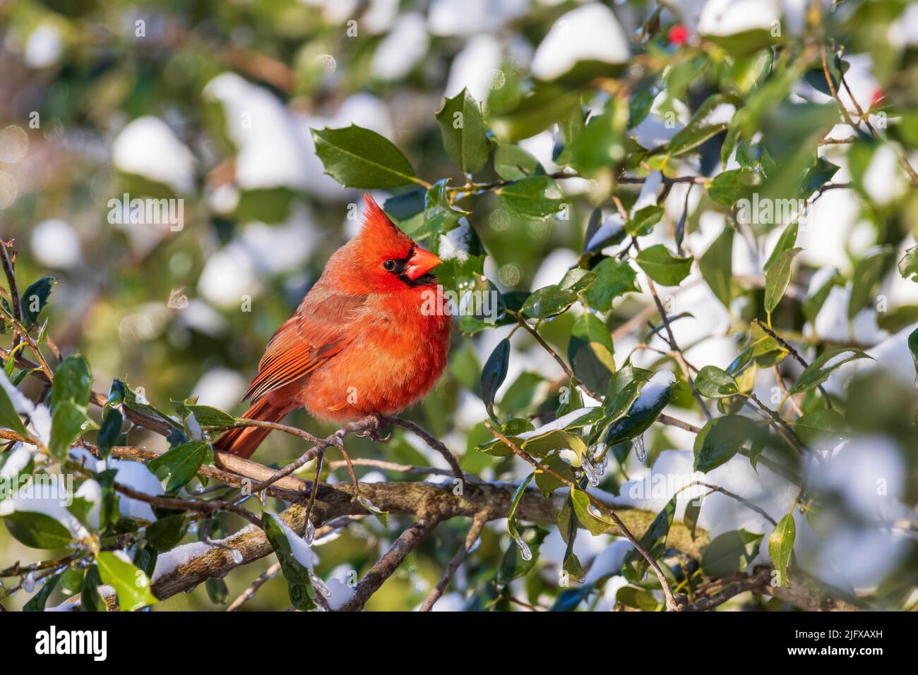 American holly tree hi-res stock photography and images - Alamy
