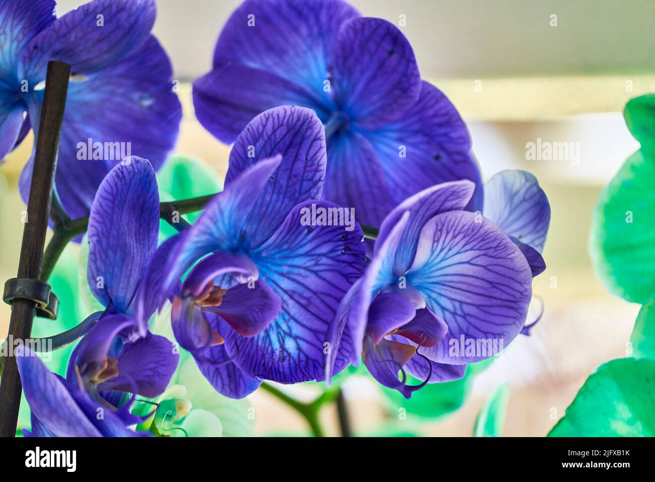 Colorful and exsotic orchid flowers in full blossom Stock Photo - Alamy