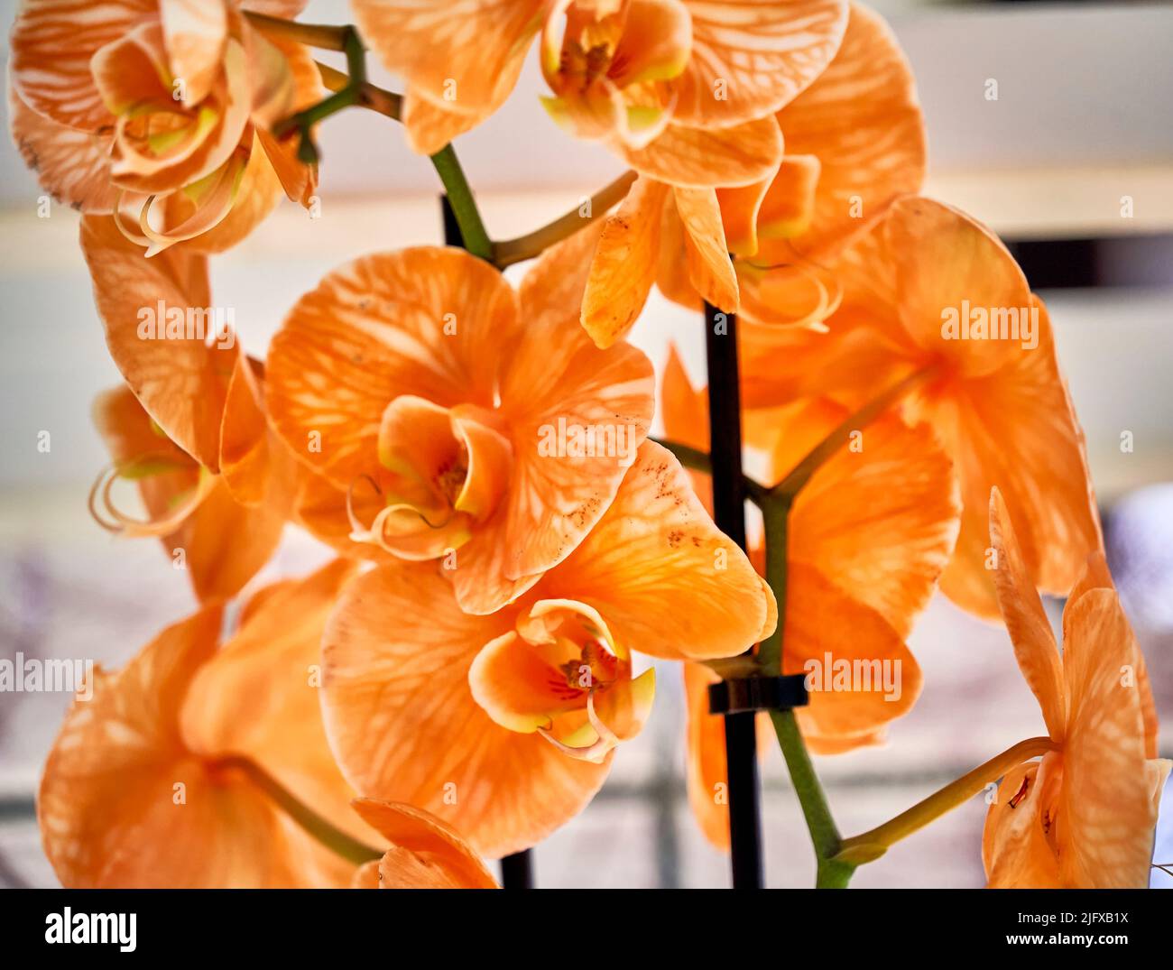 Colorful and exsotic orchid flowers in full blossom Stock Photo - Alamy