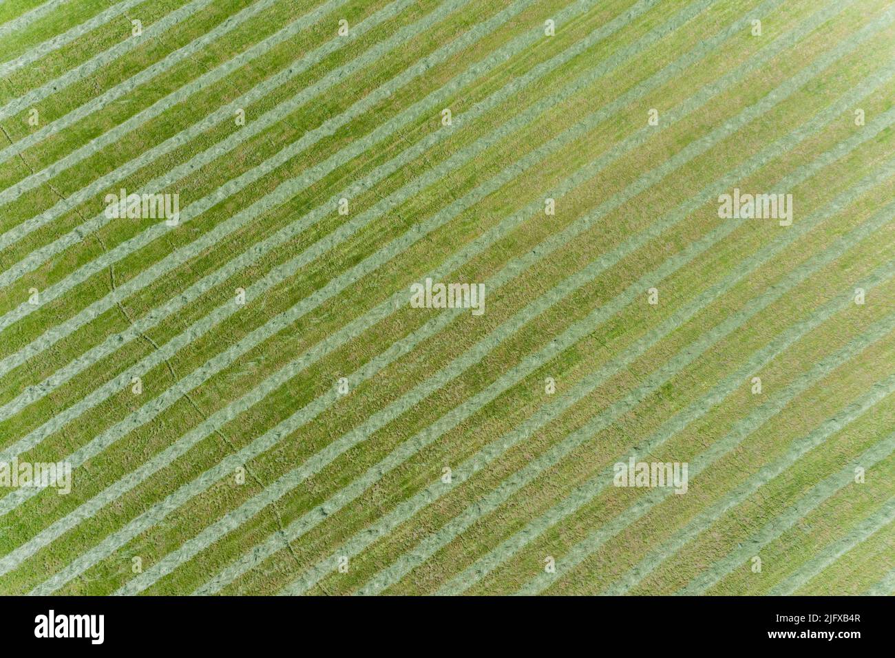 63801-21108 Aerial of a cut alfalfa field before baling the alfalfa ...