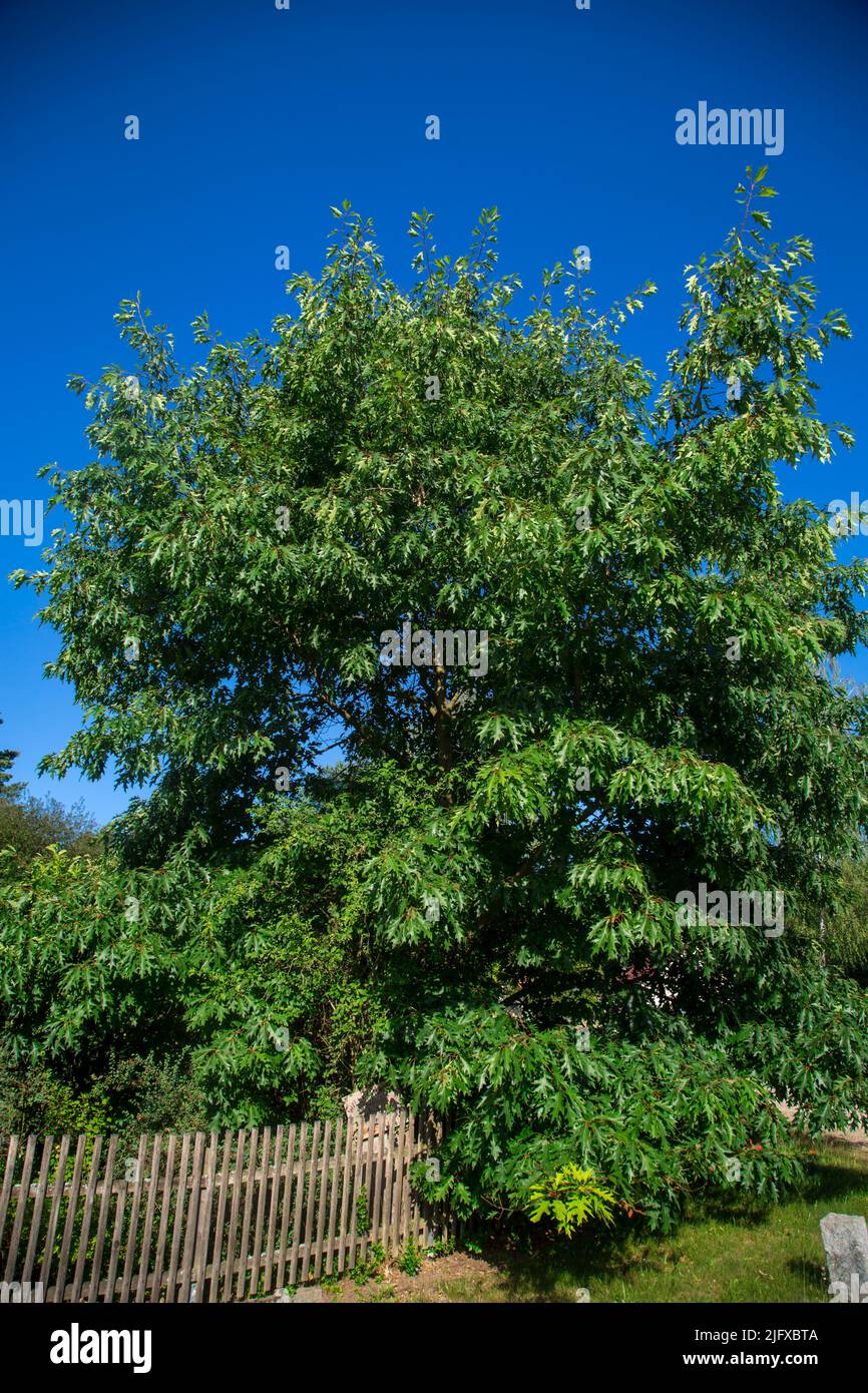 American red oak (Quercus rubra Stock Photo - Alamy