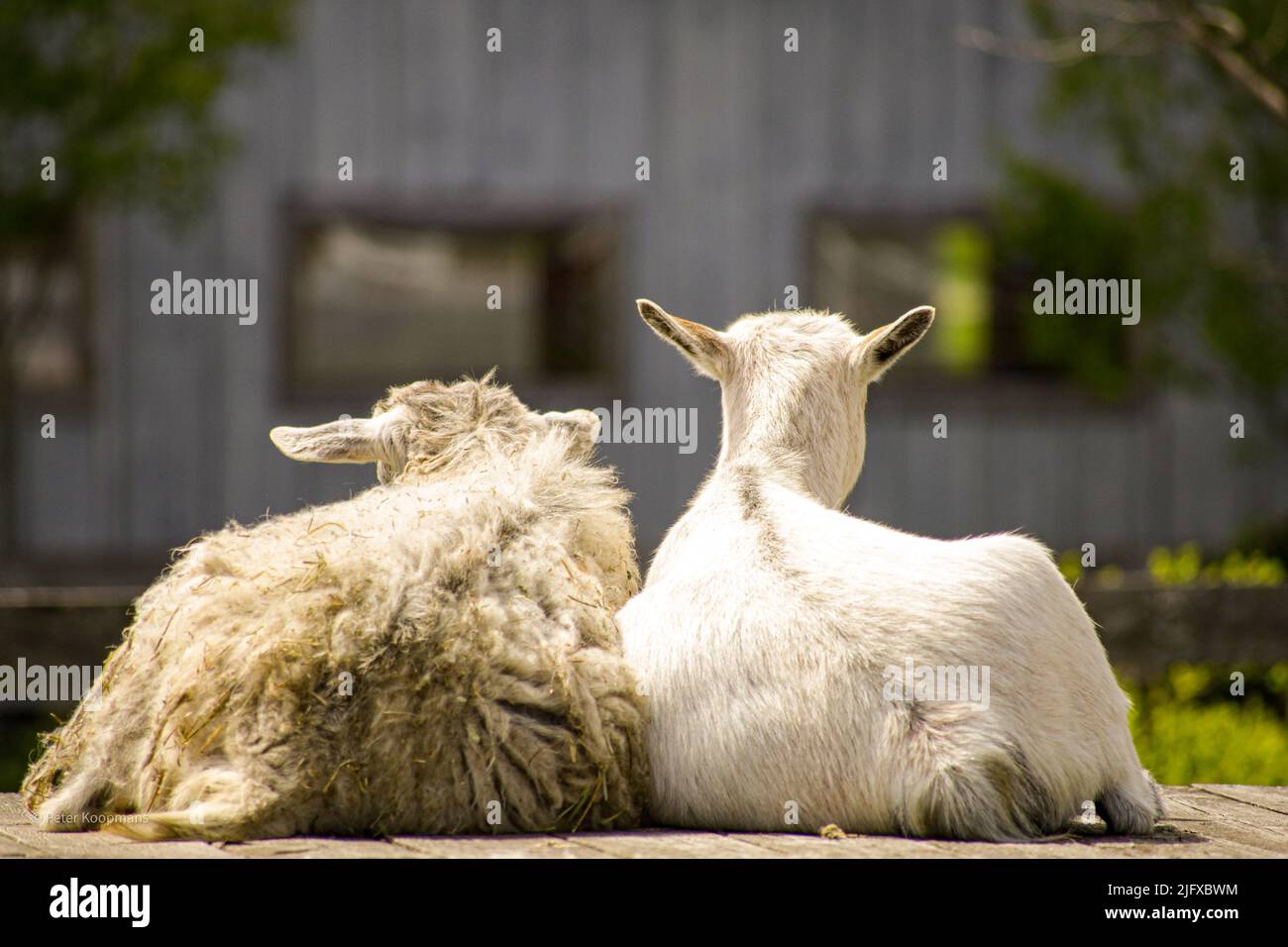 A back view of Goats at Canatara park, Sarnia Ontario Stock Photo - Alamy