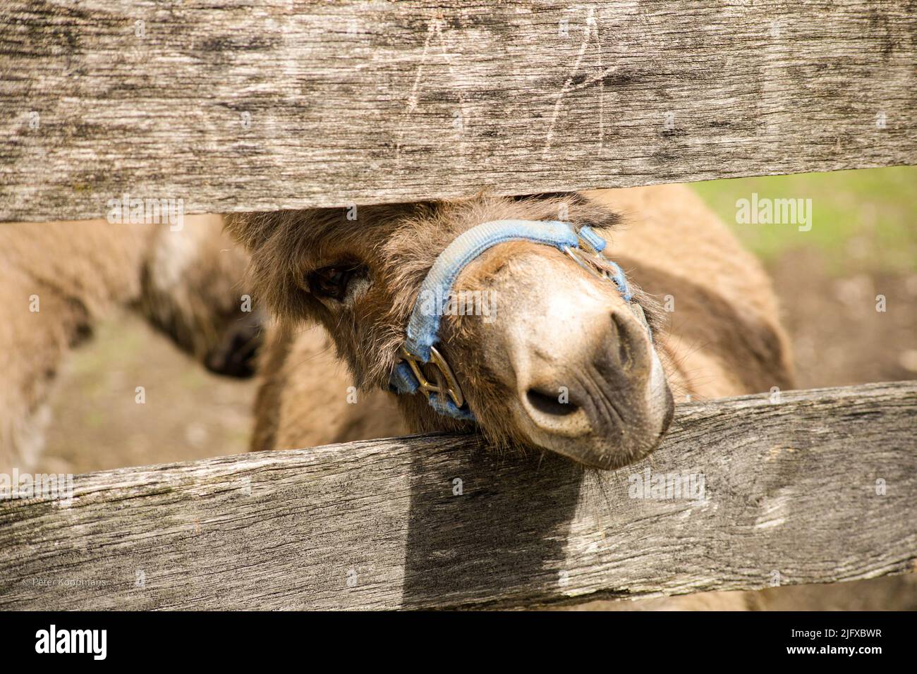 A closeup of a donkey peeking through the fence Stock Photo - Alamy
