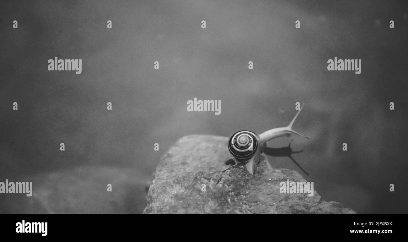 A grayscale of a snail looking at its reflection on the water Stock ...