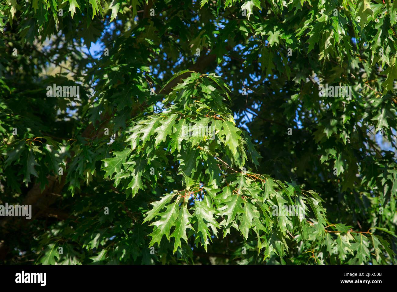 American oak tree hi-res stock photography and images - Alamy