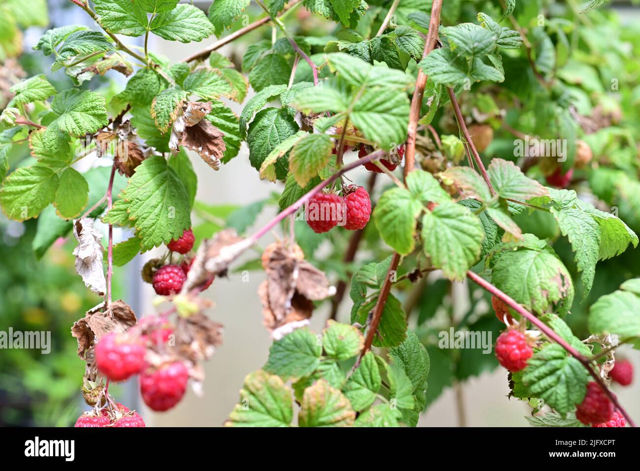Rashberries hi-res stock photography and images - Alamy