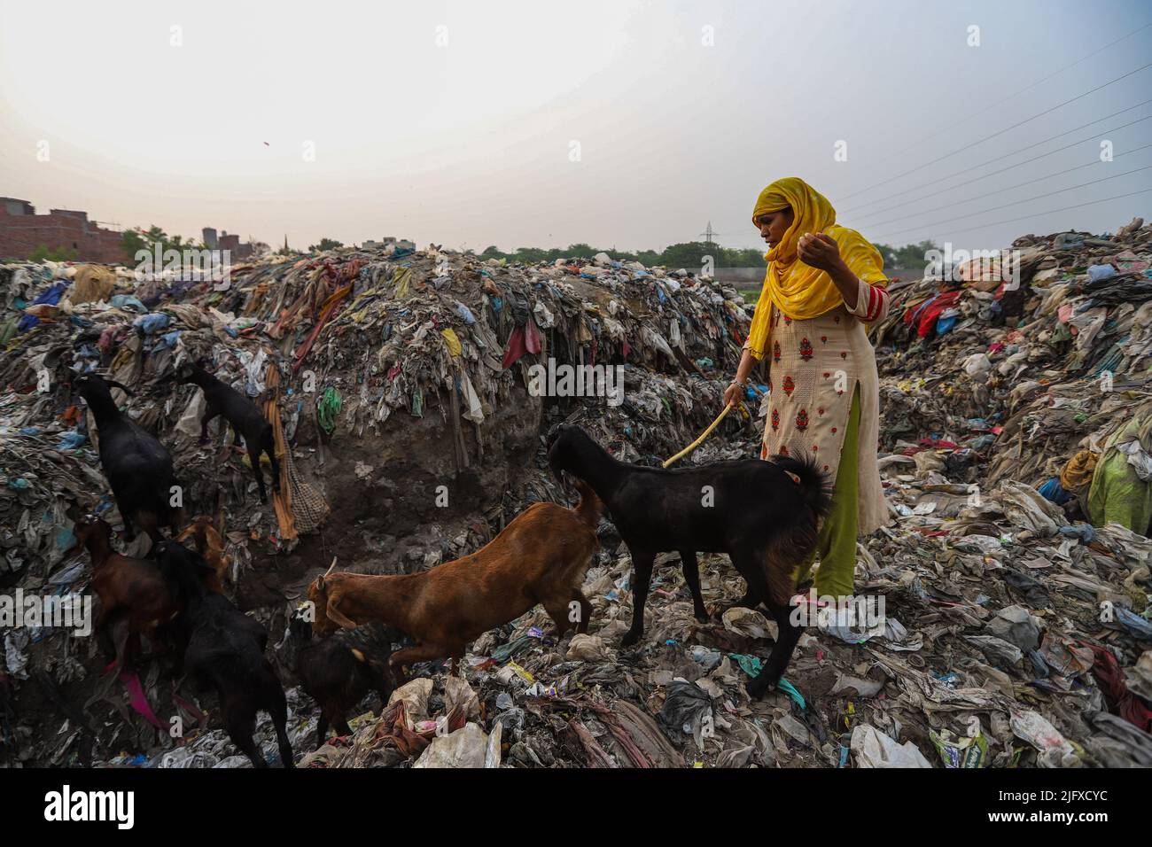 Goats in garbage dump in hi-res stock photography and images - Alamy