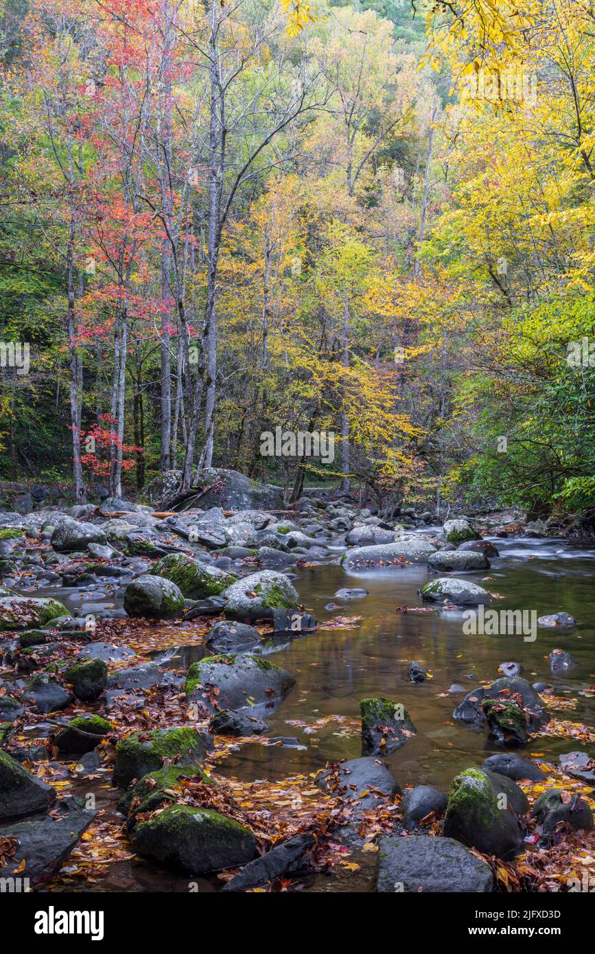 66745-05406 Middle Prong of the Little River in fall Great Smoky ...