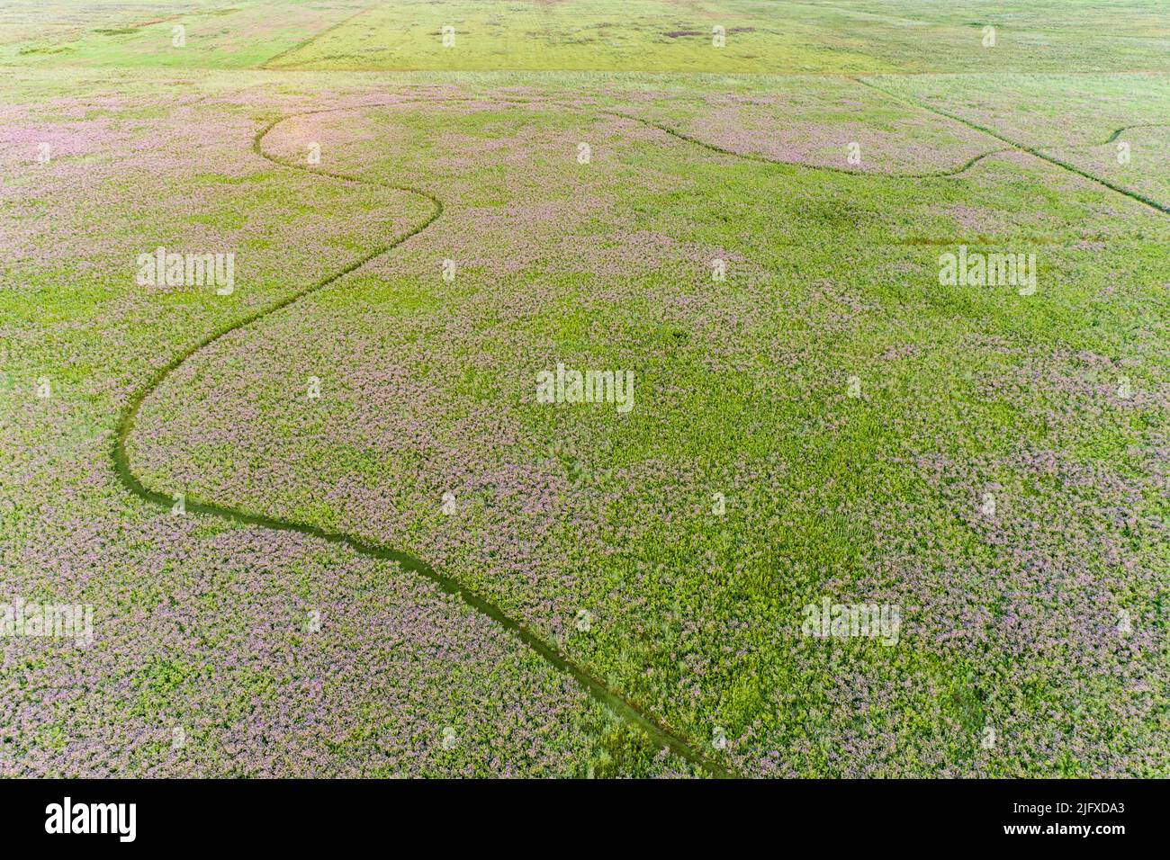63899-05615 Aerial of a prairie with Showy Tick Trefoil (Desmodium ...