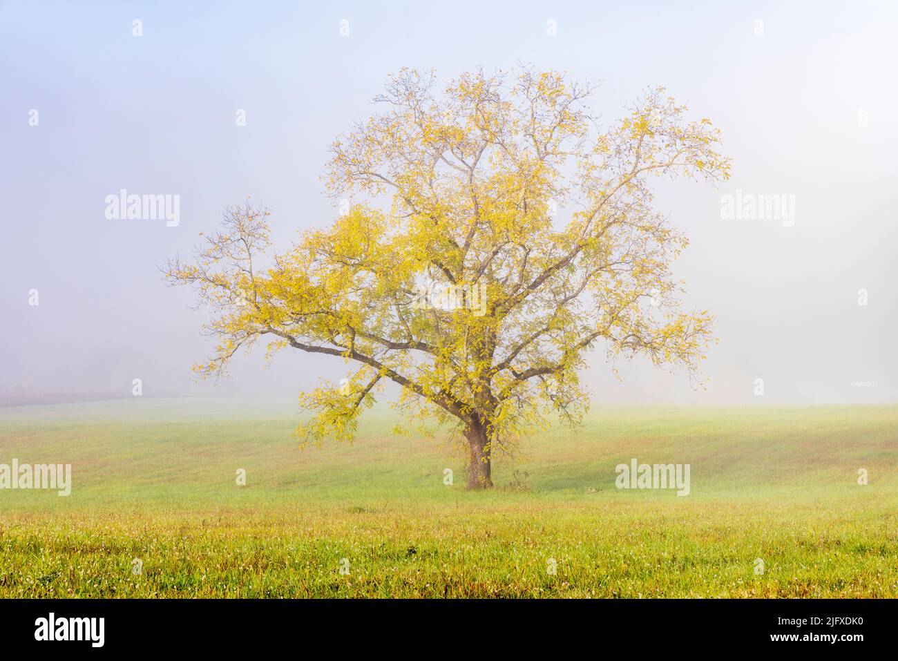 66745-05020 Walnut tree in fall and fog Cades Cove Great Smoky ...