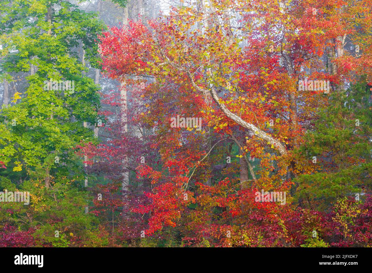 66745-05115 Fall color trees and Sycamore tree in fall and fog Cades ...