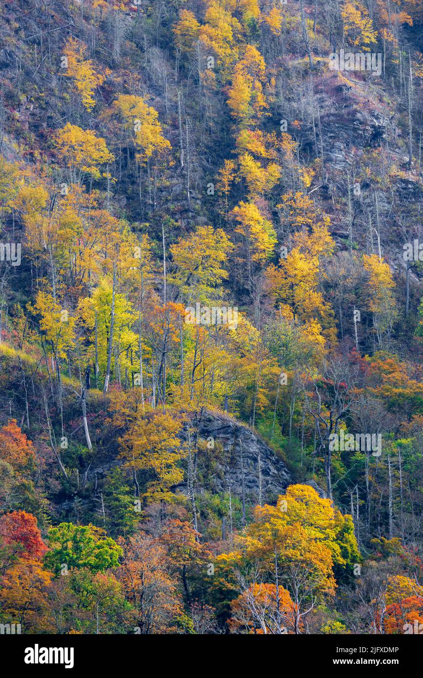 66745-05210 Fall color trees along Newfound Gap Road Great Smoky ...