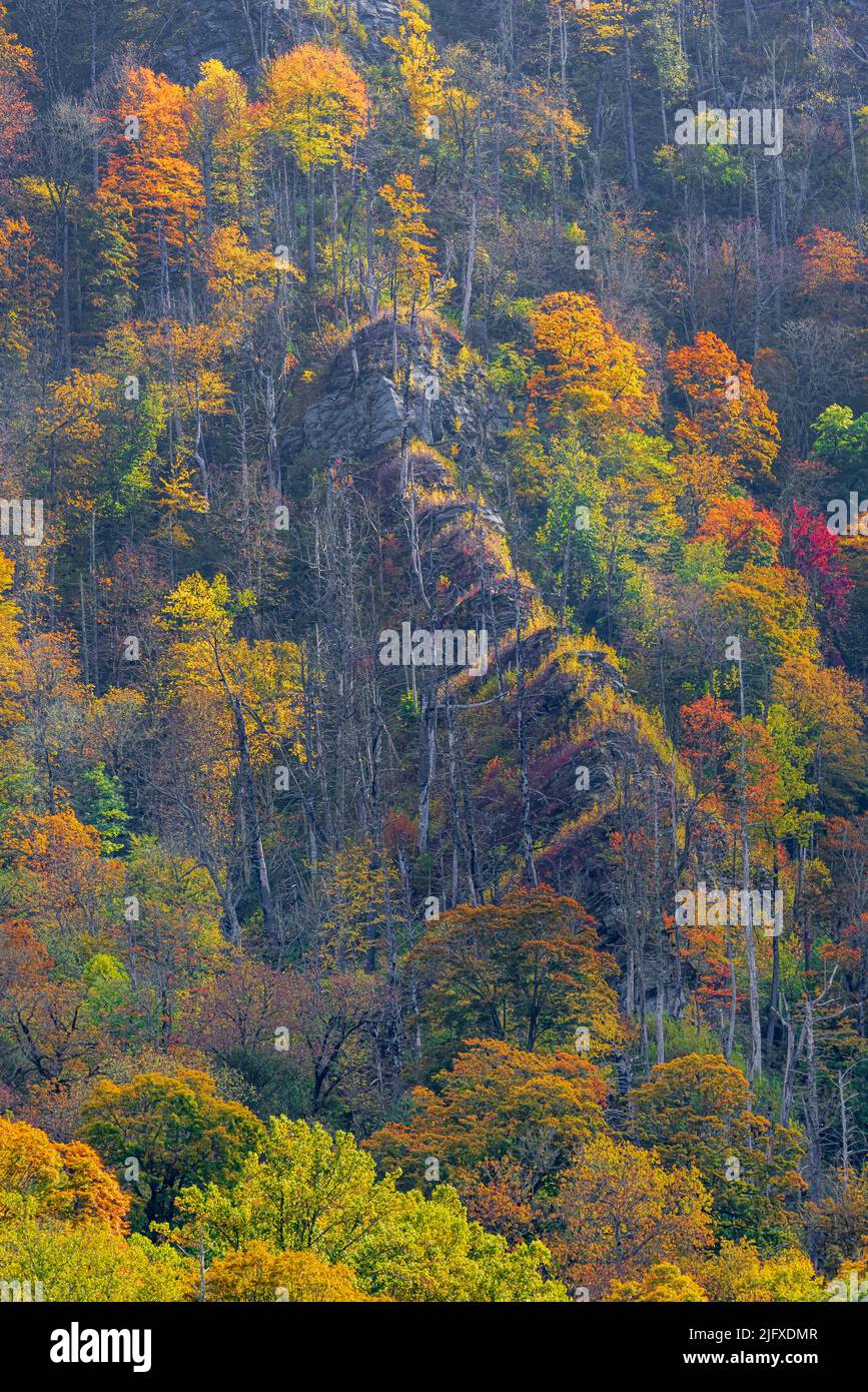 66745-05201 Fall color trees along Newfound Gap Road Great Smoky ...