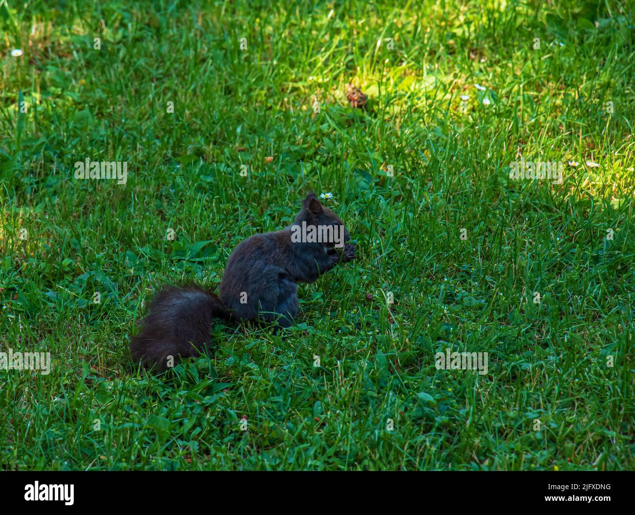 A black squirrel in dynamics, running through the grass Stock Photo - Alamy