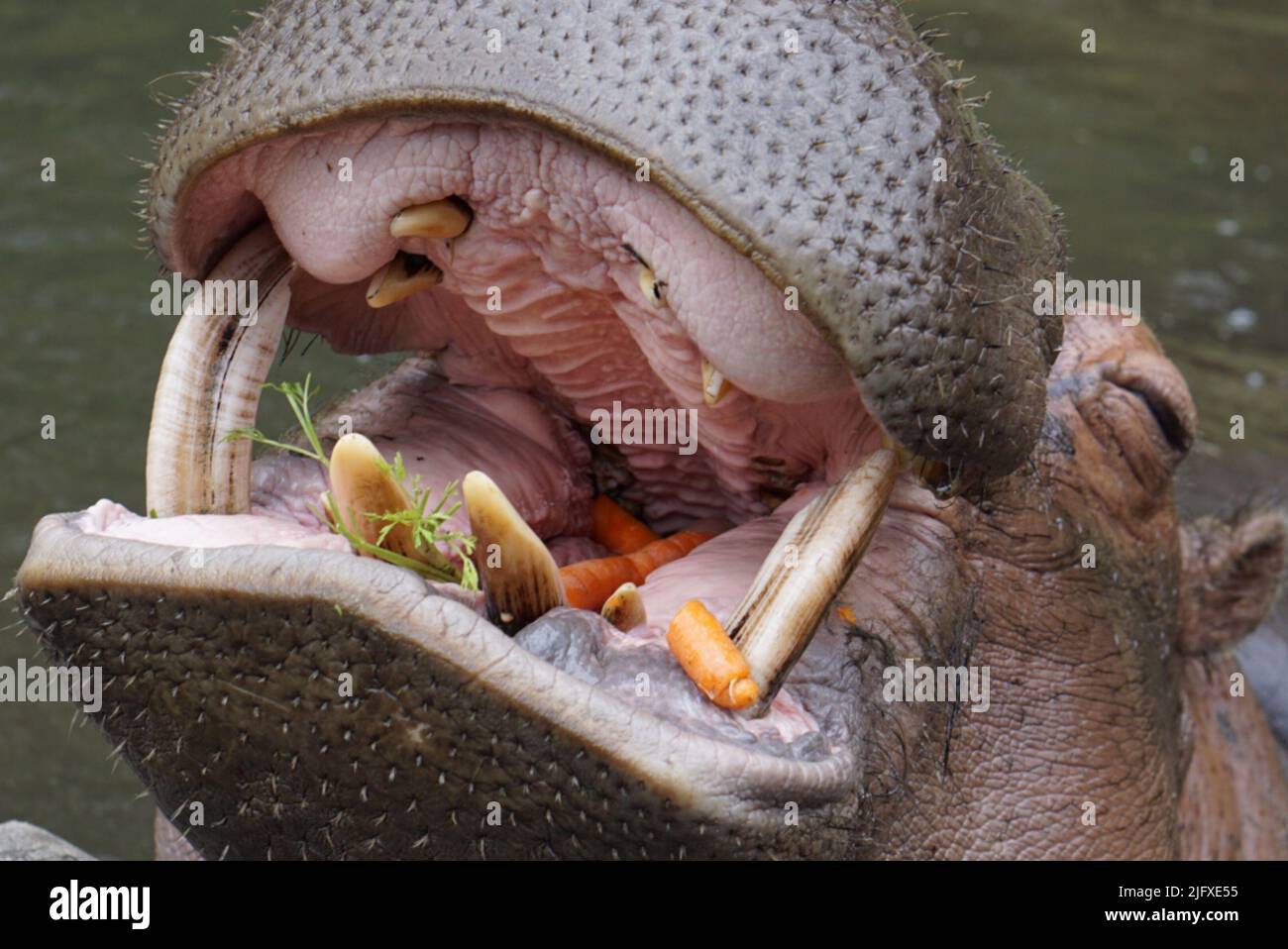 Macro hippopotamus hi-res stock photography and images - Alamy