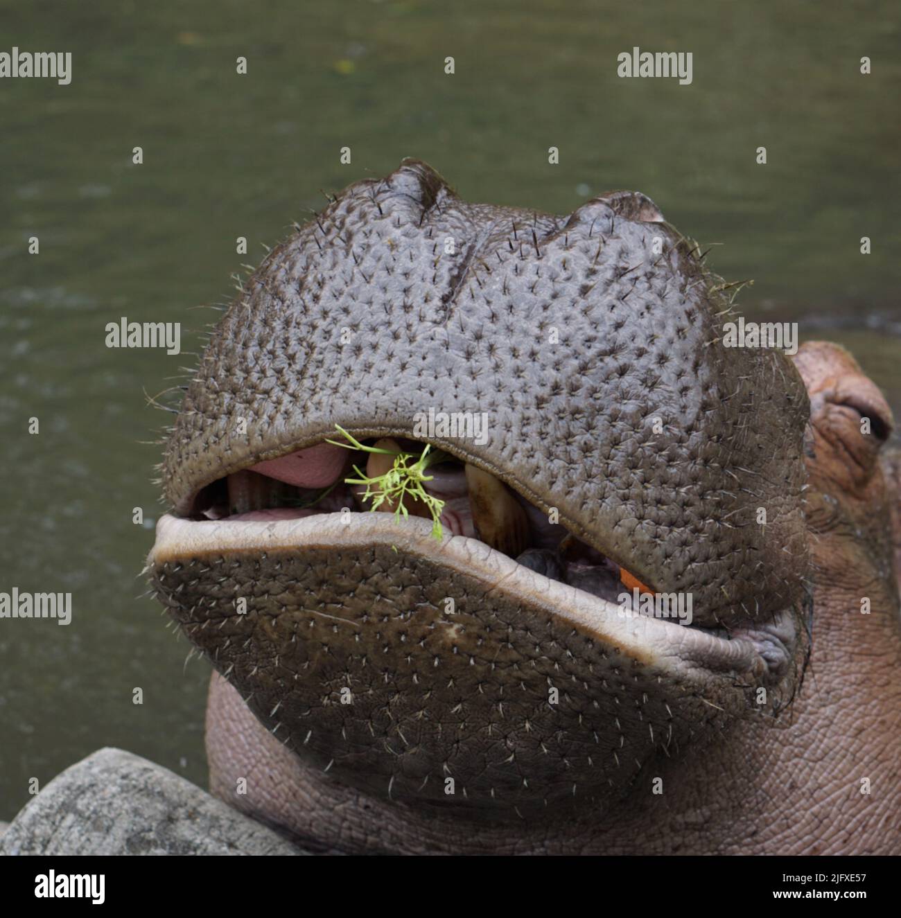 A close-up macro view of the Hippopotamus's half-opened mouth Stock ...