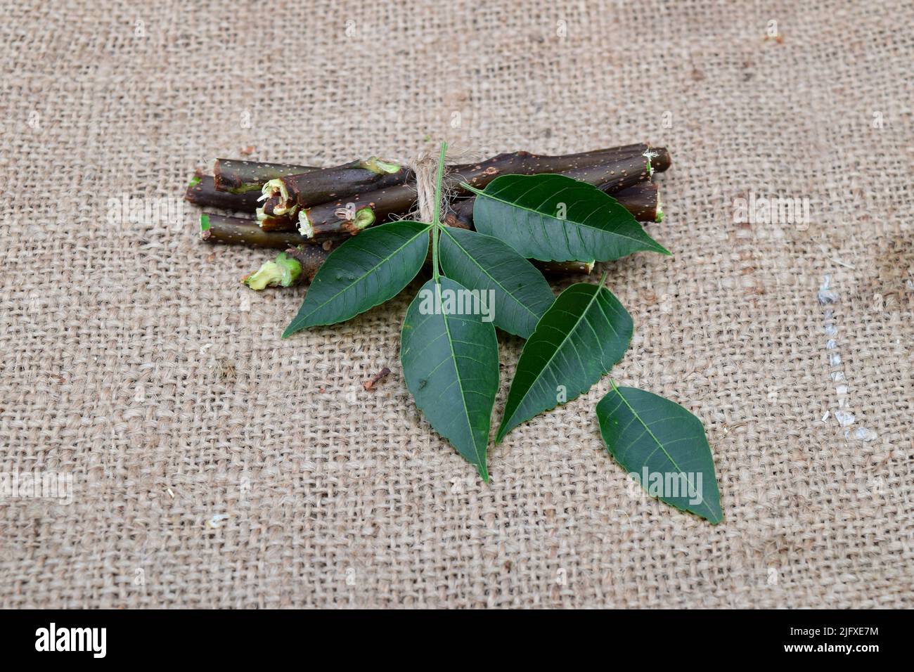 Medicinal Neem leaves, and branches on jute fabric conceptual ...