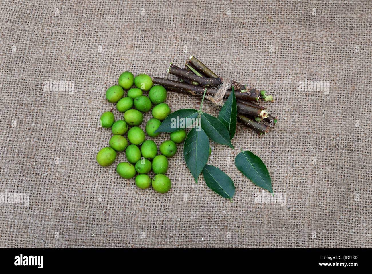 Neem leaves, branches, fruits on jute fabric background. Margosa leaf ...