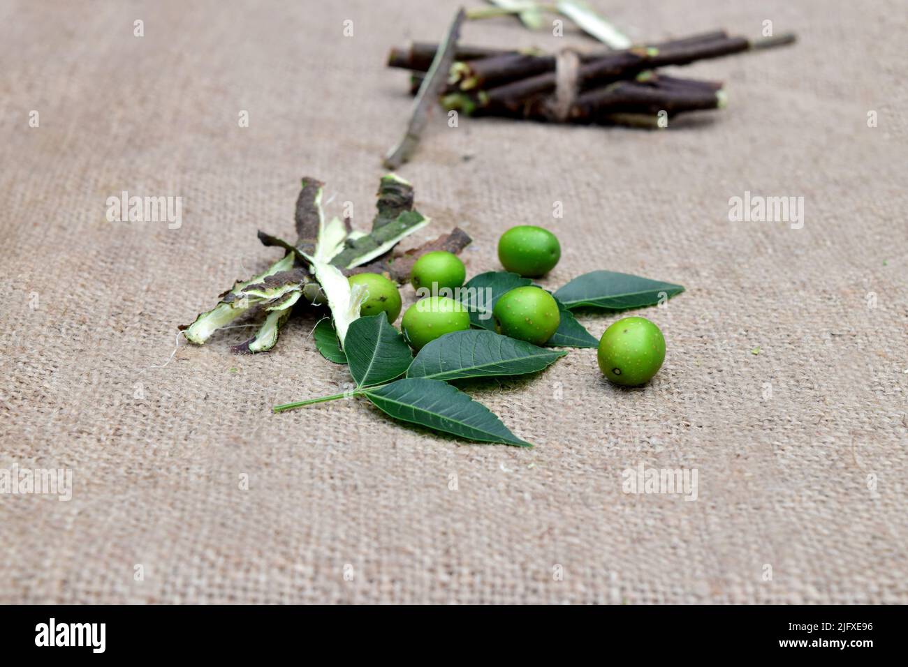 Neem leaves, branches, fruits on jute fabric background. Margosa leaf ...