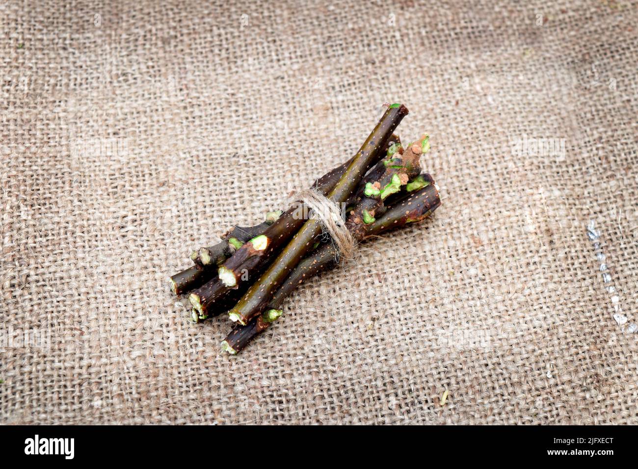 Neem tree branches pieces on jute fabric background. Neem stems use as ...