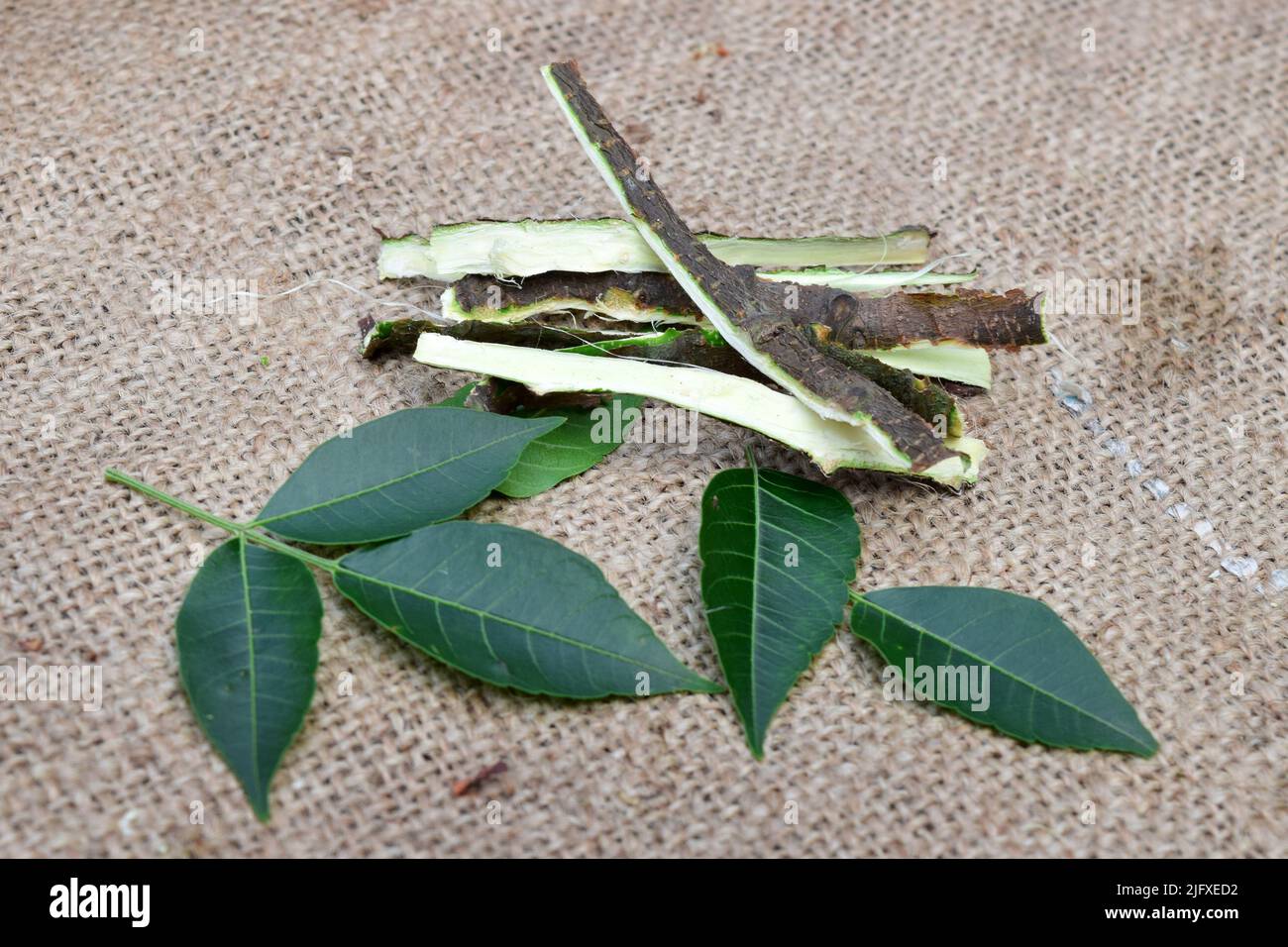Medicinal Neem leaves, and branches on jute fabric conceptual ...