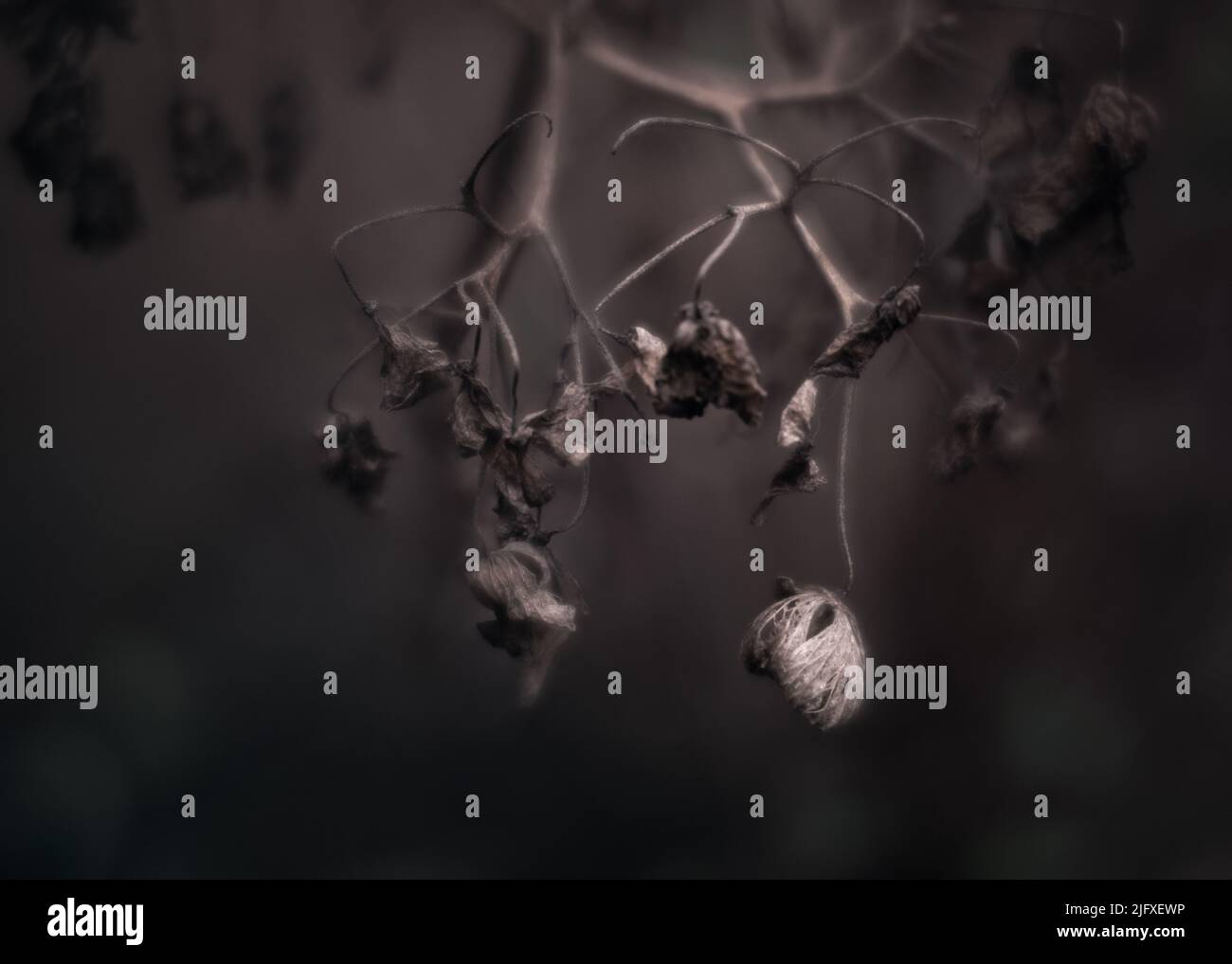 Monotone colour color hi-res stock photography and images - Alamy