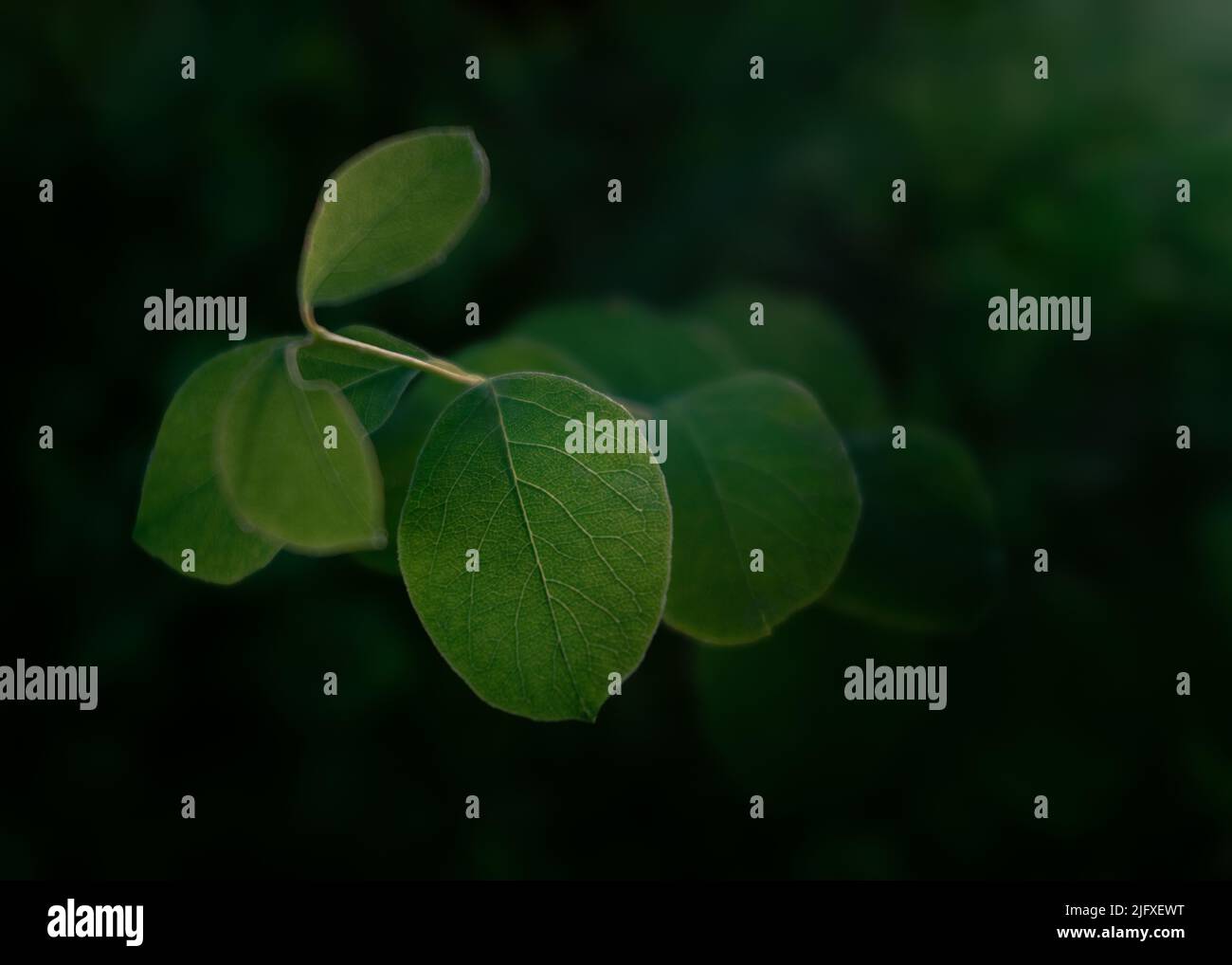 Snowberry, snowberry bush, leaf, levaes, plants, plant Stock Photo - Alamy