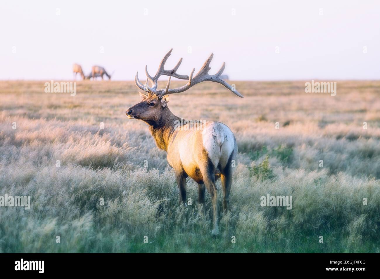 Point Reyes Northern California Wildlife Elk Photography Stock Photo ...