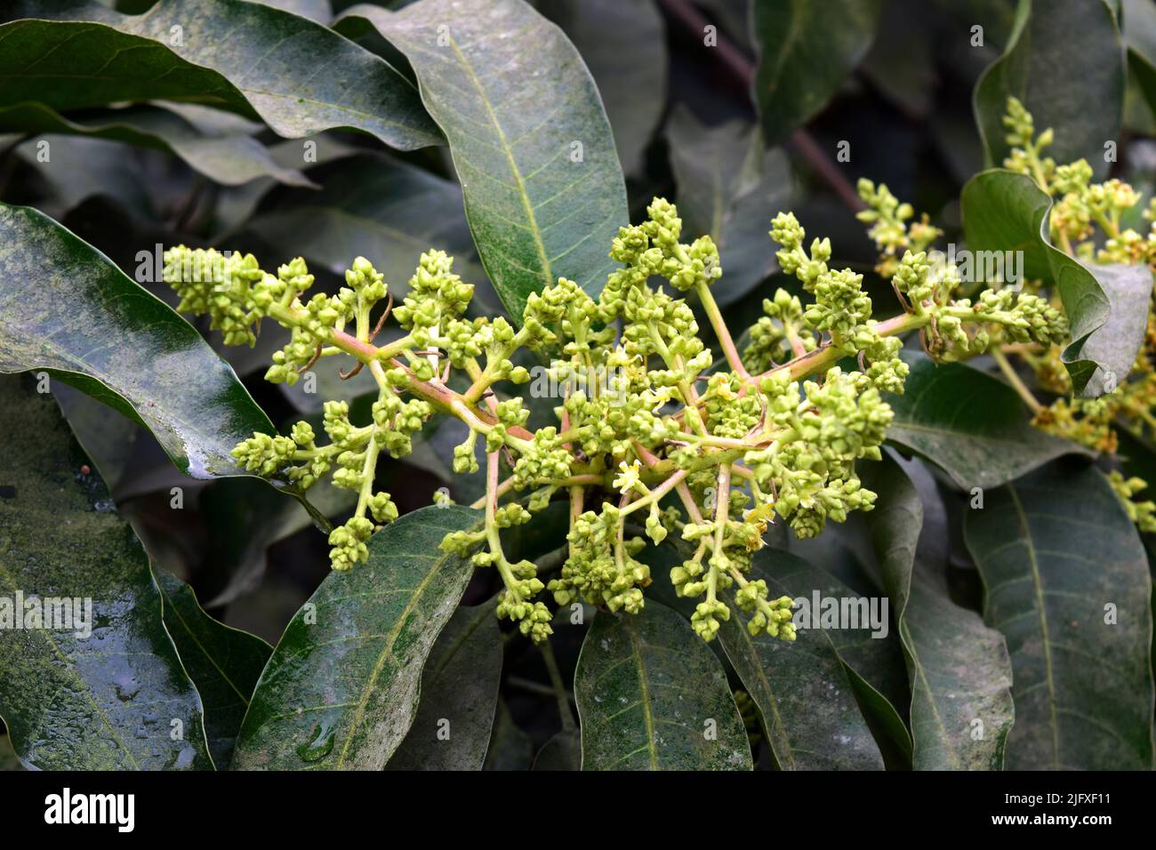 Mango blossoms on the mango tree. The flowers bloom before the mango ...
