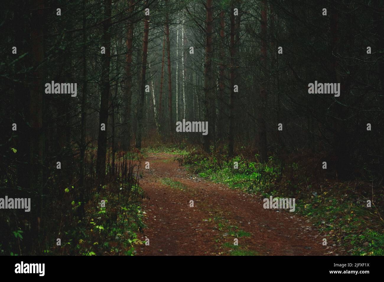 path in the dark forest Stock Photo - Alamy