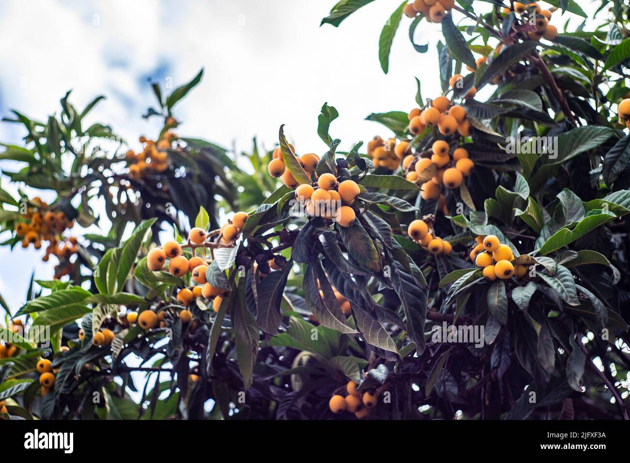 Ripe loquat fruits on the tree Stock Photo - Alamy