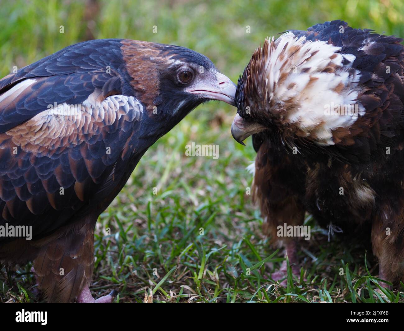 Two magnificent amazing Black-breasted Buzzard's in glorious beauty ...