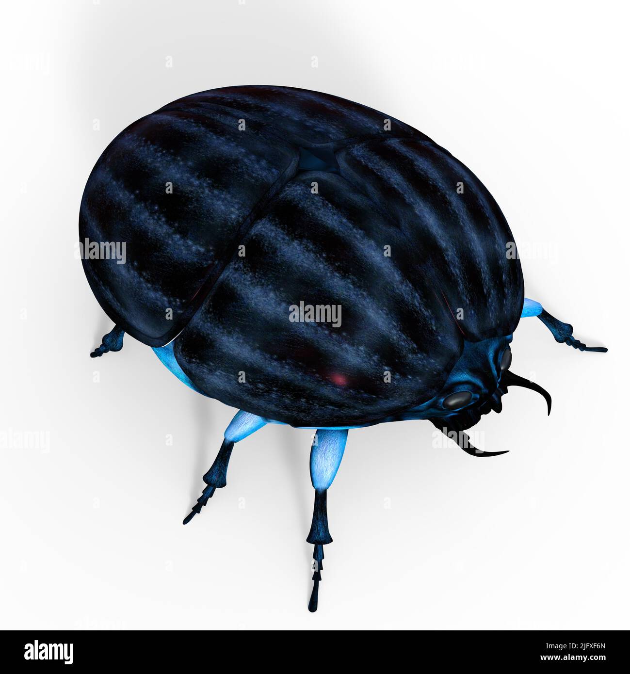 3d-illustration of an isolated animal insect scarabeus Stock Photo - Alamy