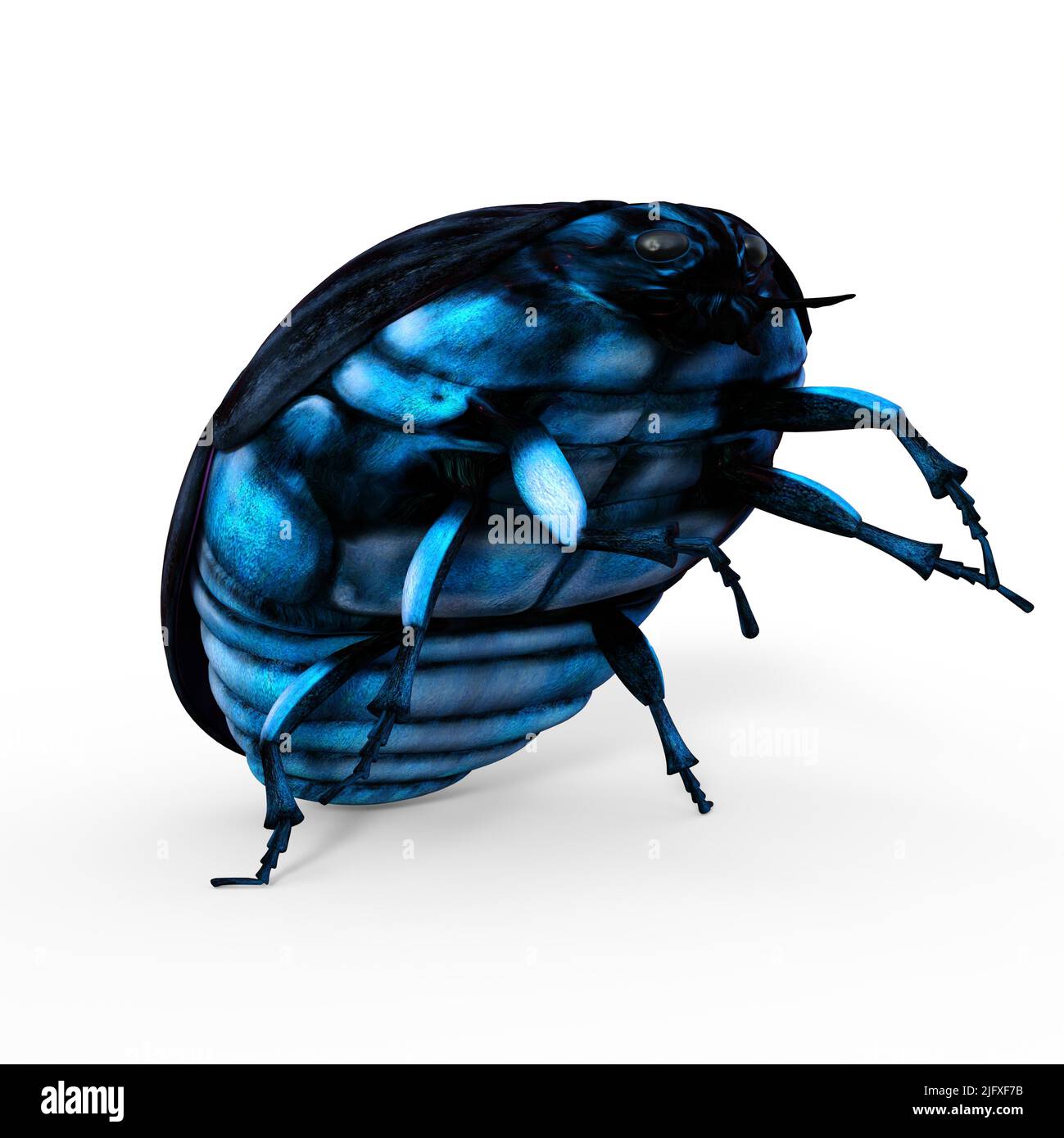Scarabeus beetle Cut Out Stock Images & Pictures - Alamy