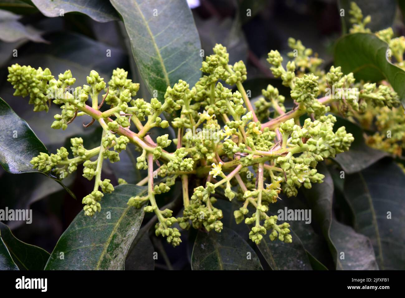 Mango blossoms on the mango tree. The flowers bloom before the mango ...